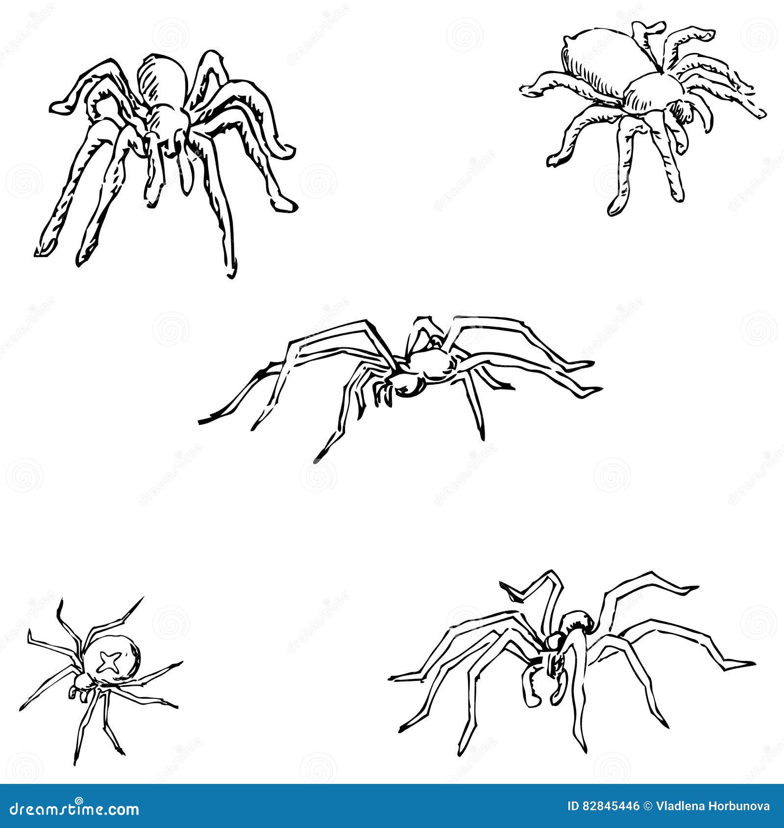 Spiders. a sketch by hand stock vector. Illustration of graphic - 82845446