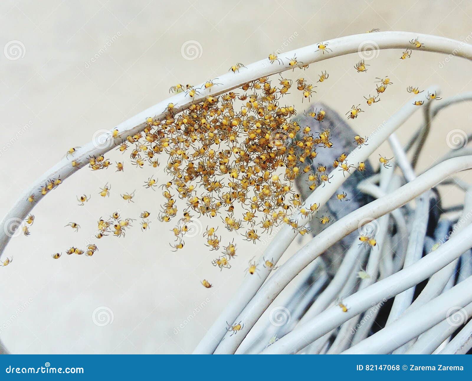 Spiders stock photo. Image of insects, tiny, spiders - 82147068