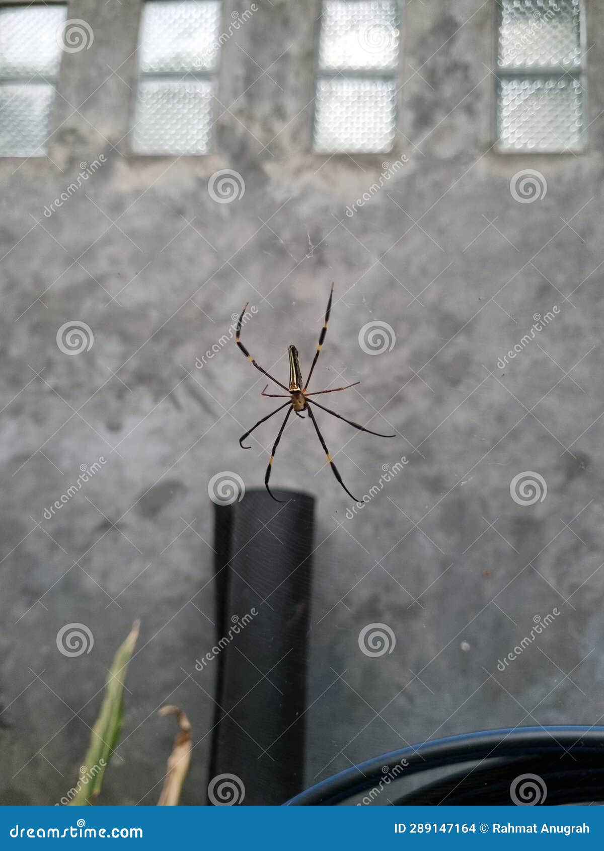 Spiders Somewhere in Indonesia Stock Photo - Image of spiderweb ...