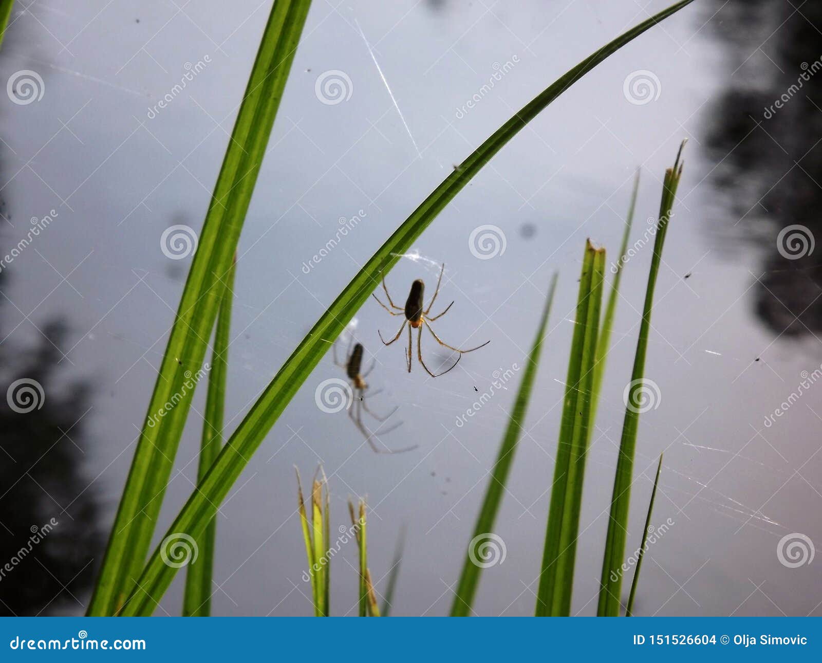 Spiders on the spiderweb stock photo. Image of color - 151526604