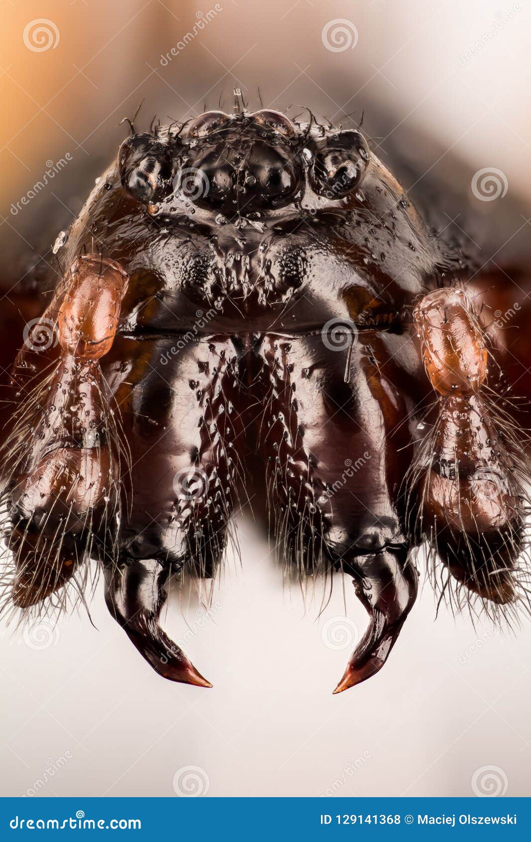 Spiders - Steatoda Nobilis, Theridiidae Stock Photo - Image of close ...