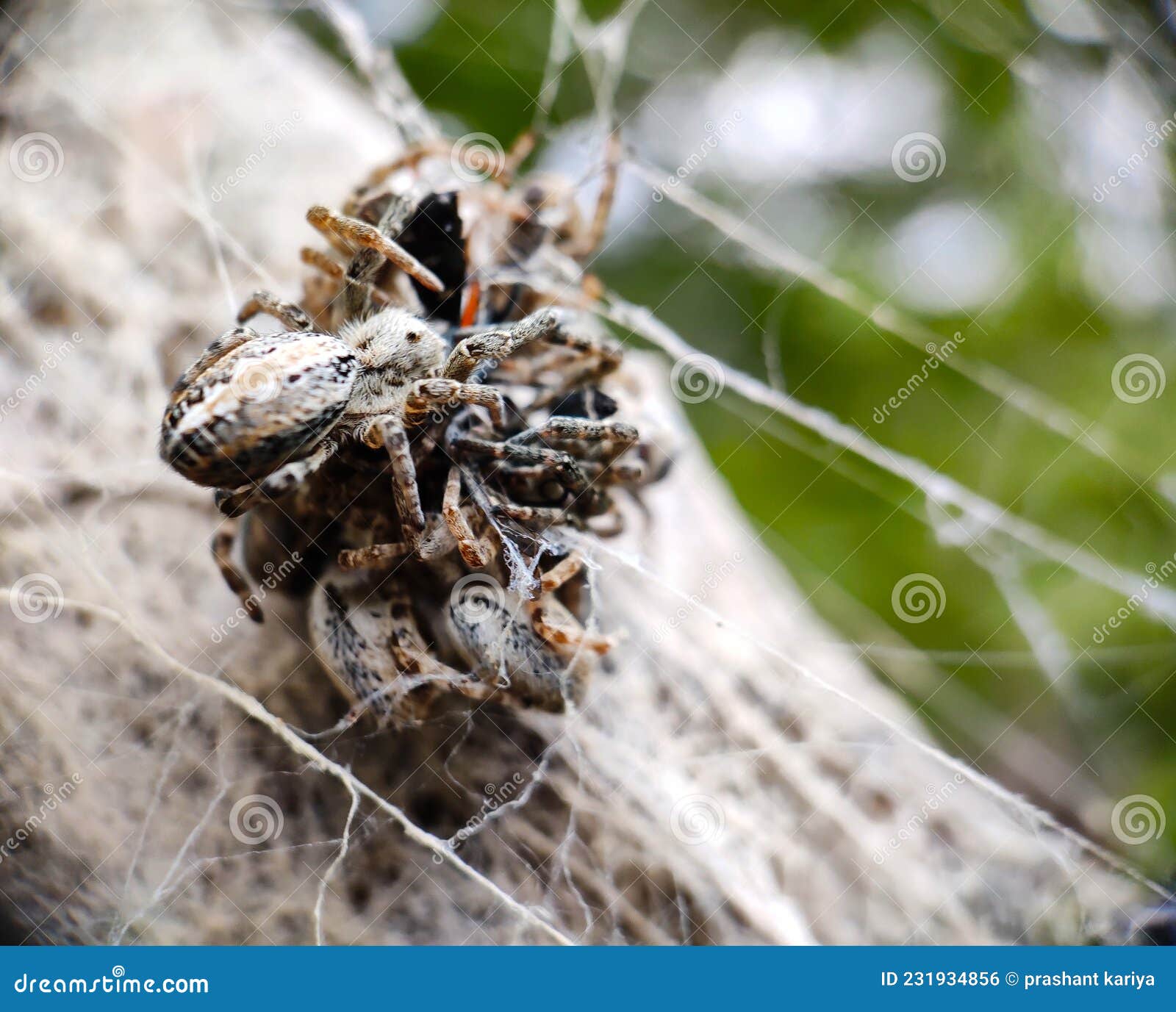 Spiders Stucked To Each Other in Web Stock Photo - Image of pest ...