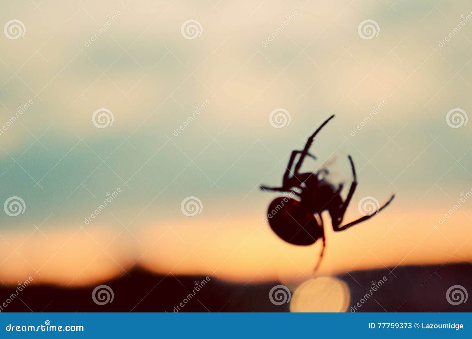 Spiders stock image. Image of spiders, bridge, spider - 77759373