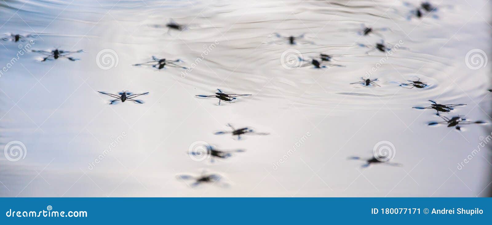 Spiders on the Surface of Water in Nature Stock Image - Image of lake ...