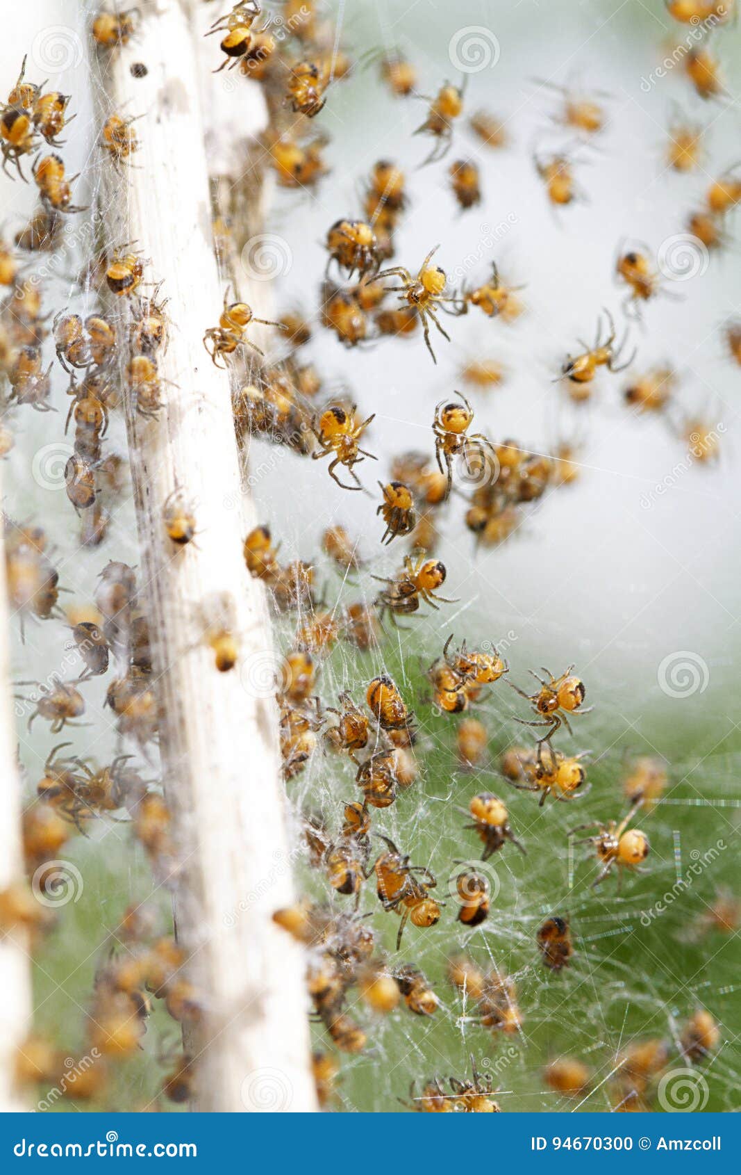 Spiders stock photo. Image of eight, terror, arthropods - 94670300