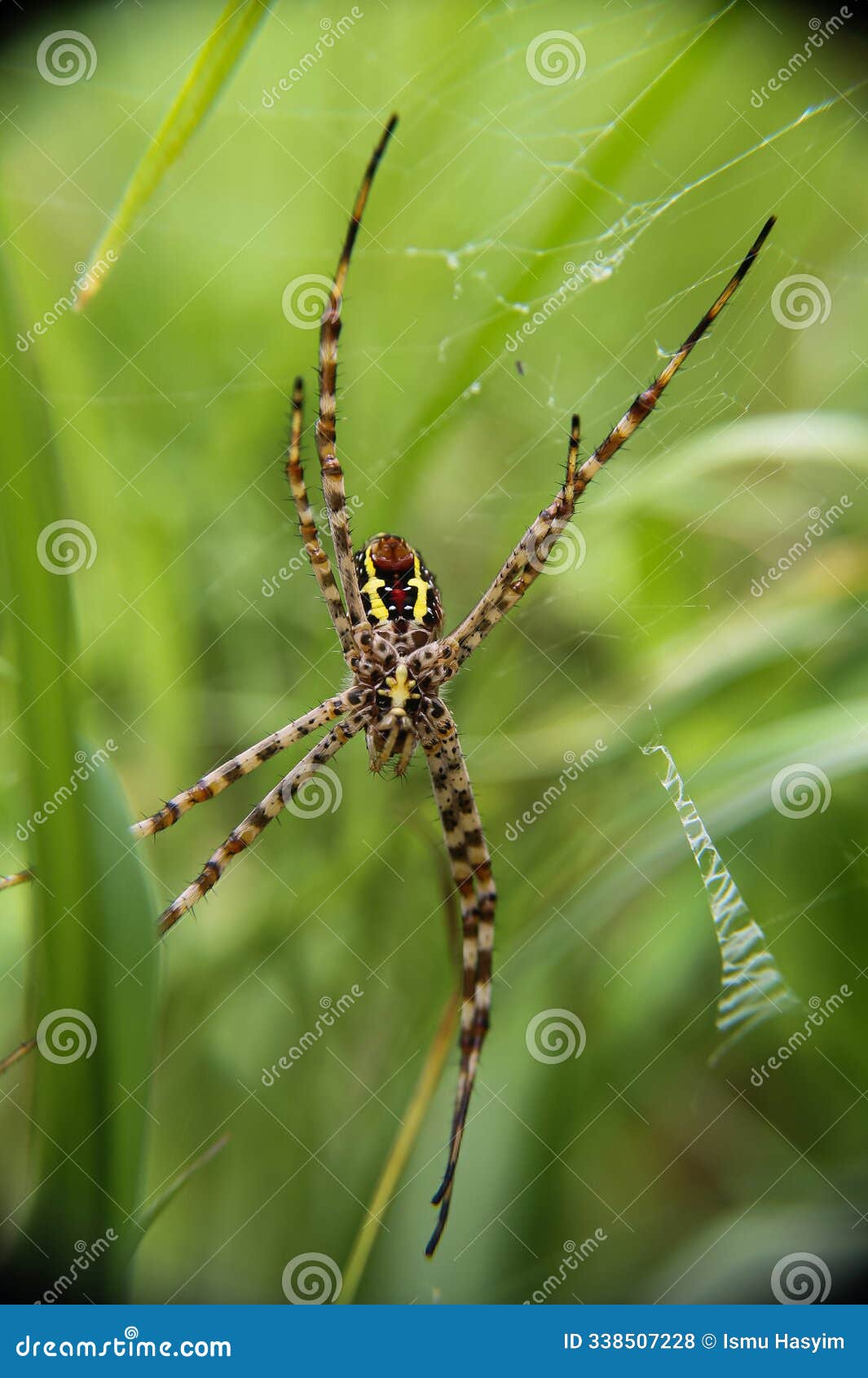 Spiders with Their Long Legs Guarding Prey in Their Nests Stock Photo ...