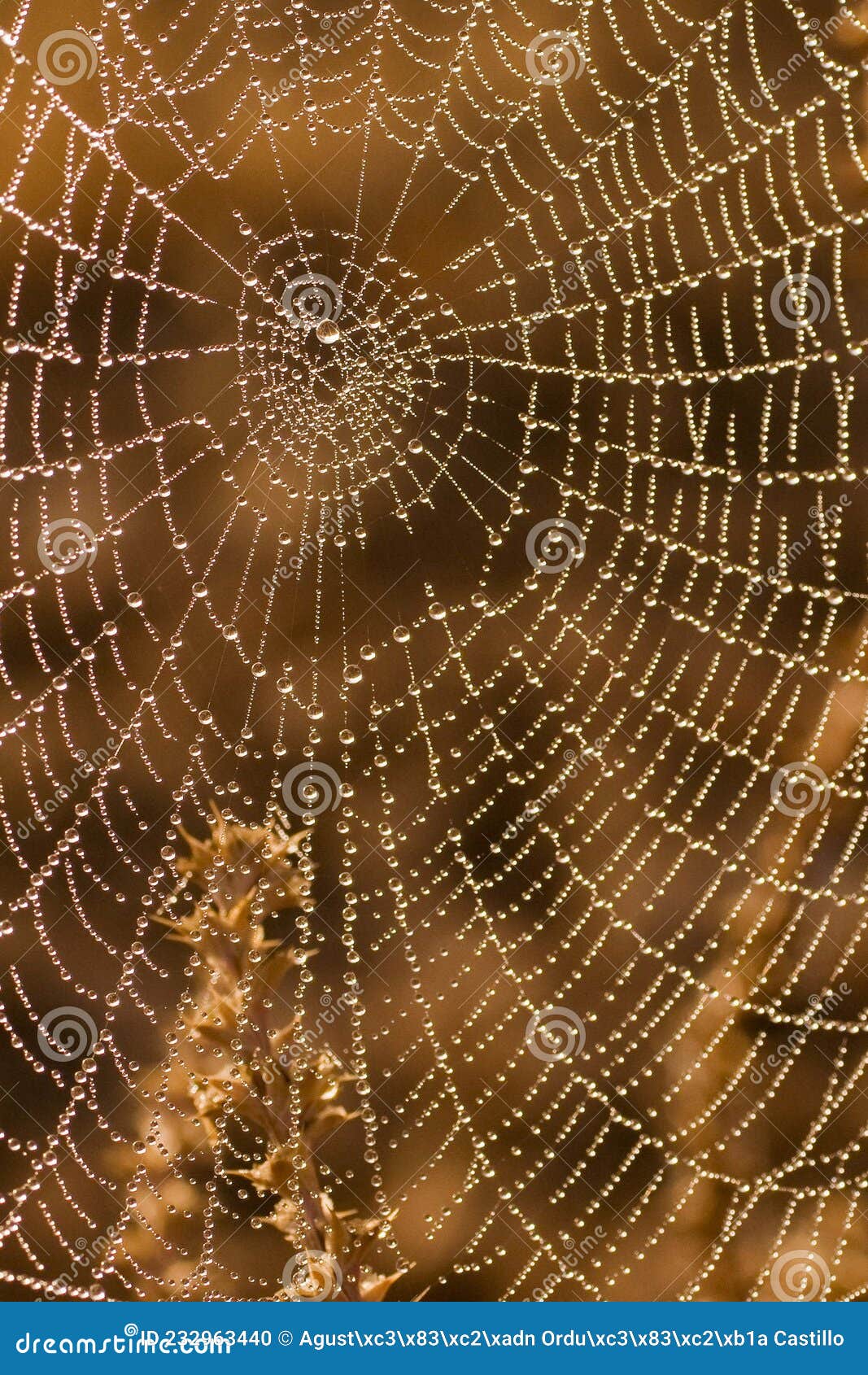 A Spider Web or Cobweb. Structure Built by a Spider. Stock Photo ...