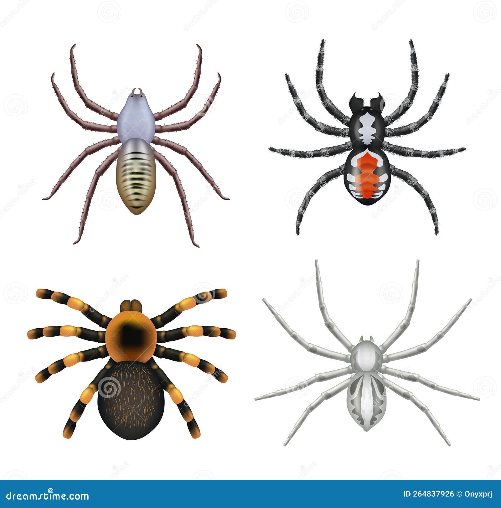 Spiders. Top View Scary Realistic Spiders Toxic Insects Decent Vector ... Spiders. Top View Scary Realistic Spiders Toxic Insects Decent Vector ...