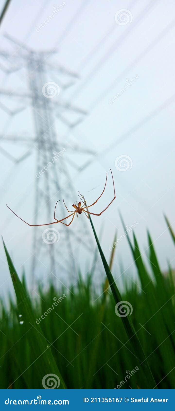 Spiders and Towers, a Comparison of Nature and Modern Life Stock Image ...