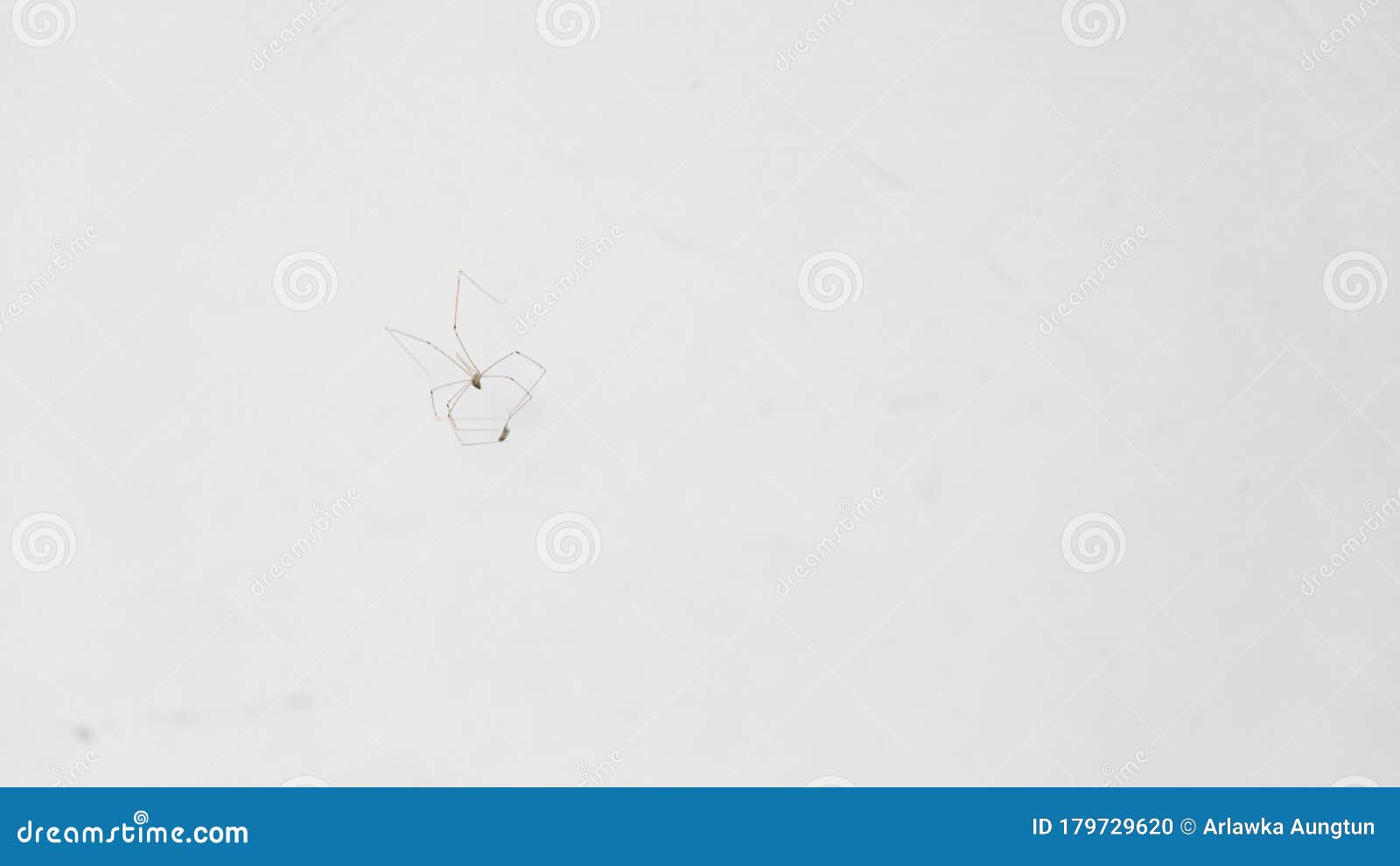 Spiders that are Trapped on a White Ceiling Make a Stock Photo - Image ...