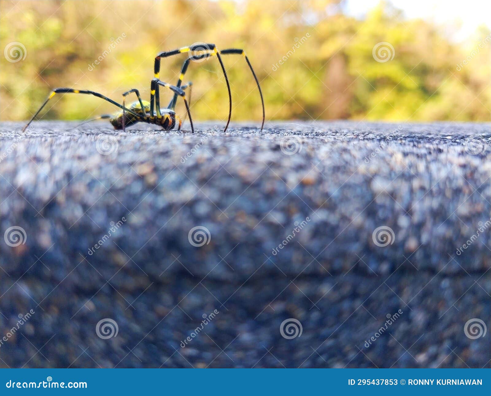 Spiders that Walk on the Walls, Beautiful Spider Background Stock Image ...