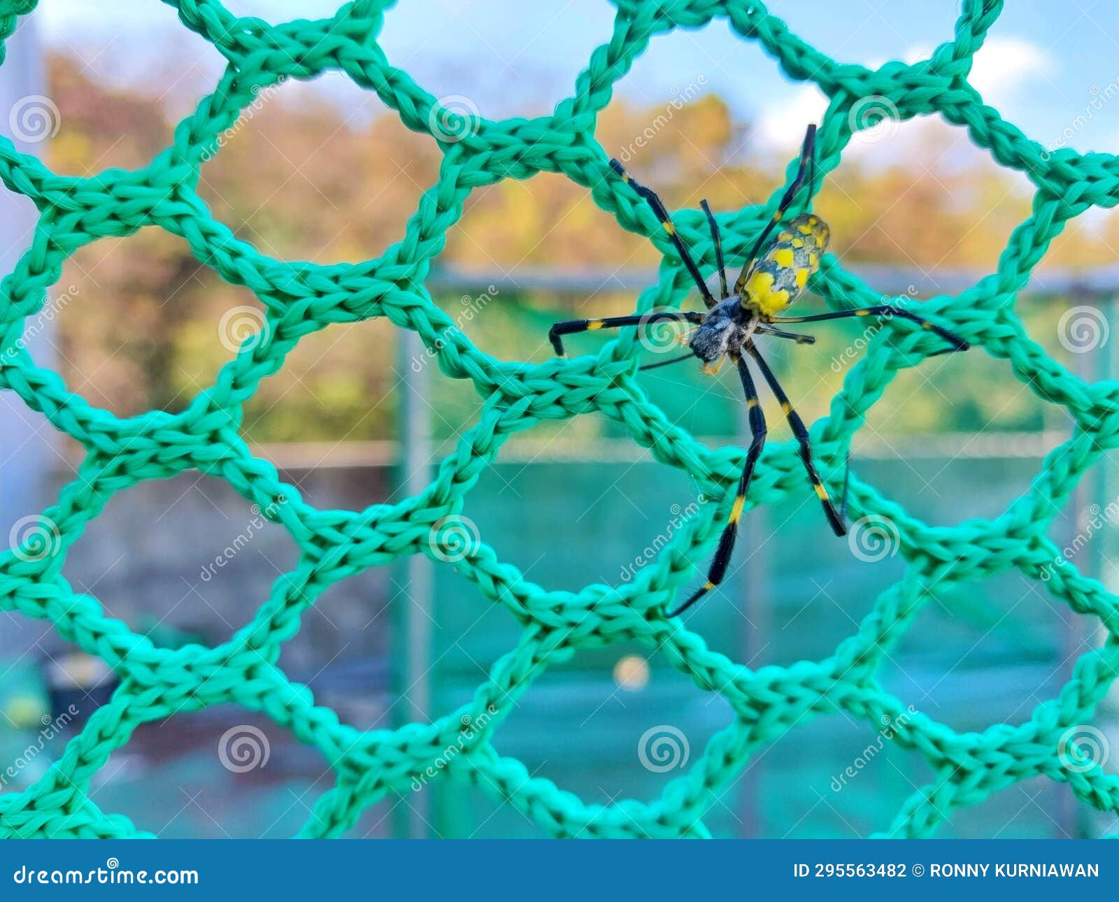 Spiders Walk on Webs, Beautiful Spider Background, Close Up Spider ...