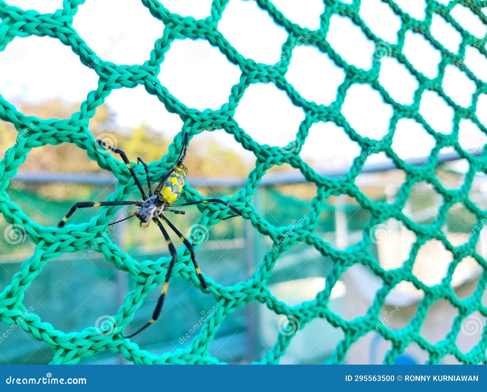 Spiders Walk on Webs, Beautiful Spider Background, Close Up Spider ...