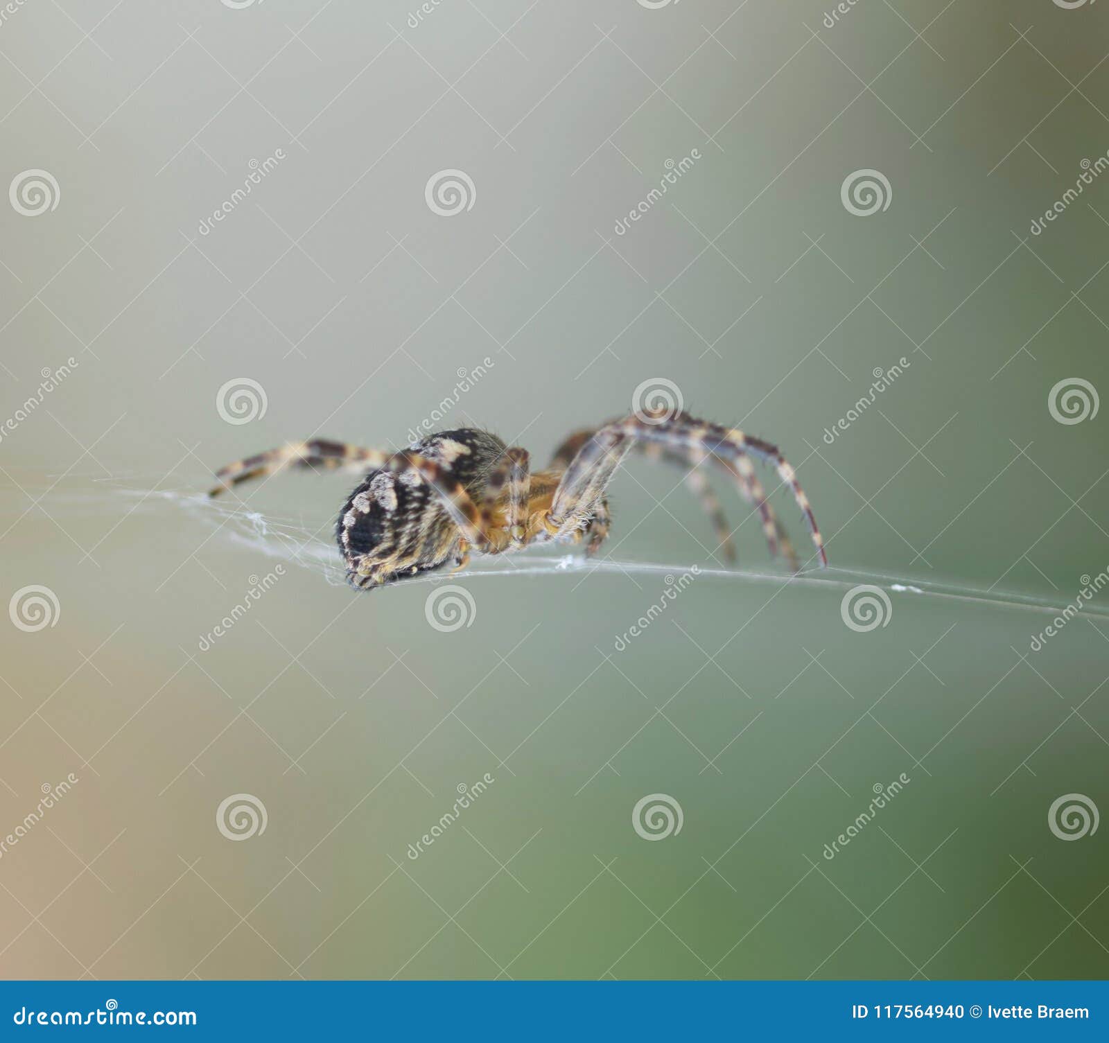 Spiders walking in a web stock photo. Image of againt - 117564940