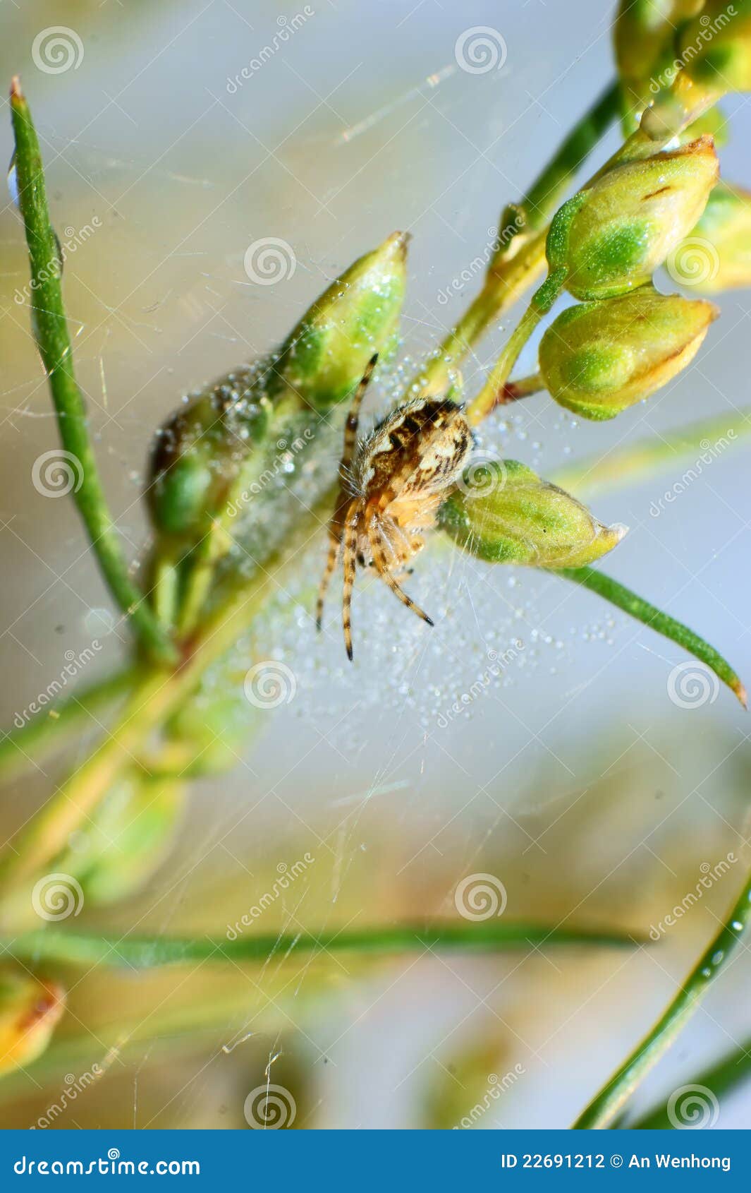 Spiders and water drops stock photo. Image of pond, insect - 22691212