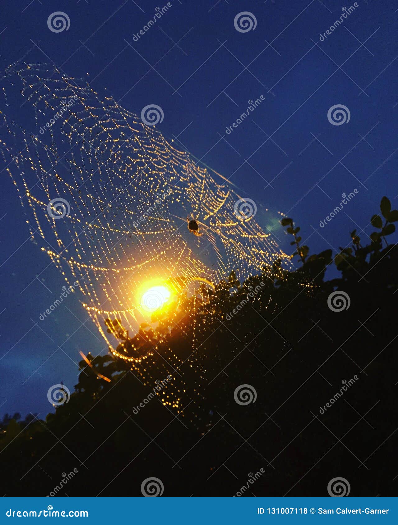 Spiders web stock photo. Image of colour, arachnid, moon - 131007118