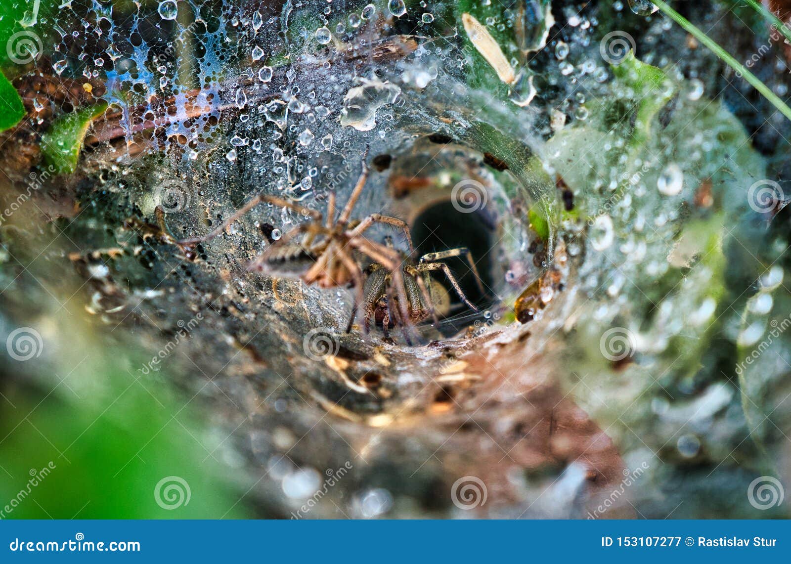 Spiders and Web Cave in the Forest Stock Image - Image of home, forest ...