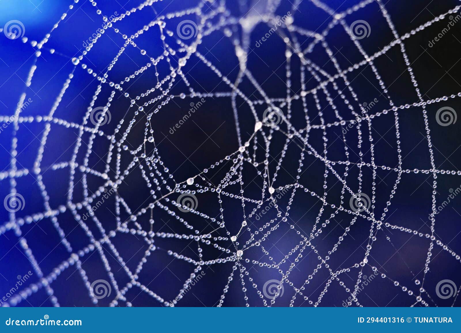 Spiders Web and Morning Dew, Blue Blurred Background Stock Photo ...
