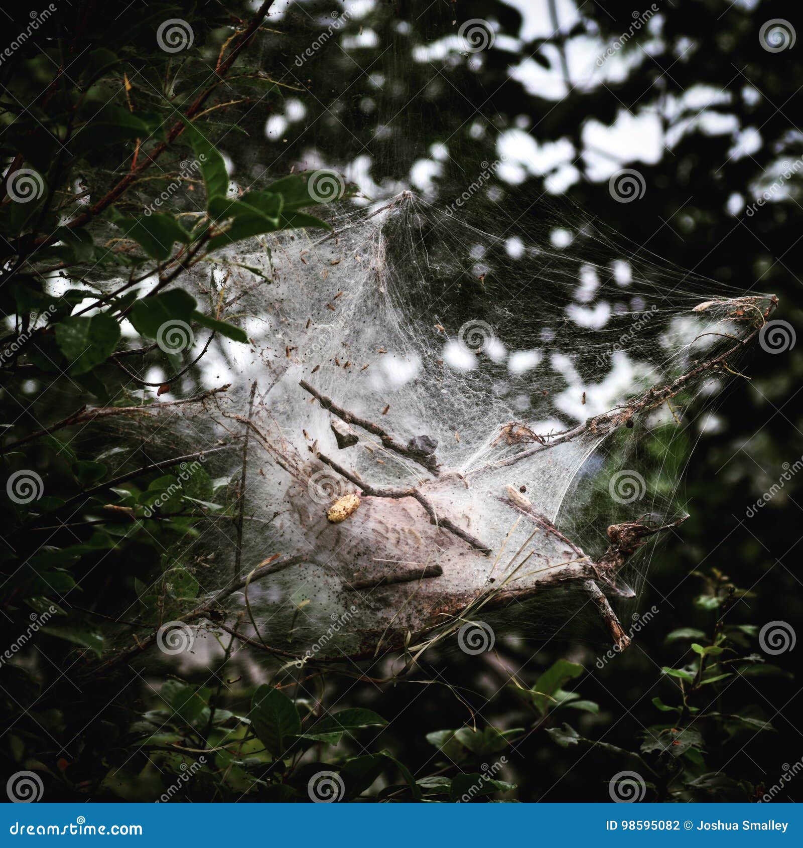 Spiders web stock photo. Image of webbing, spider, spiders - 98595082