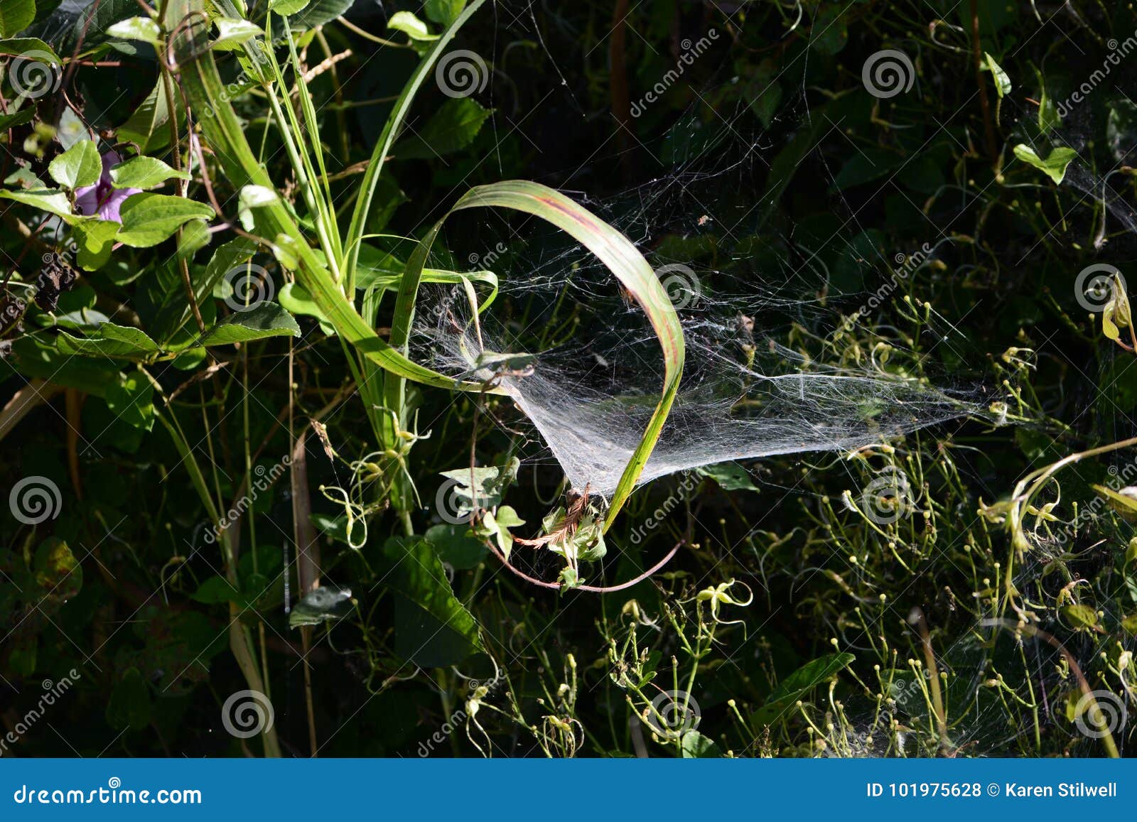 Spider Web stock photo. Image of plants, brown, green - 101975628