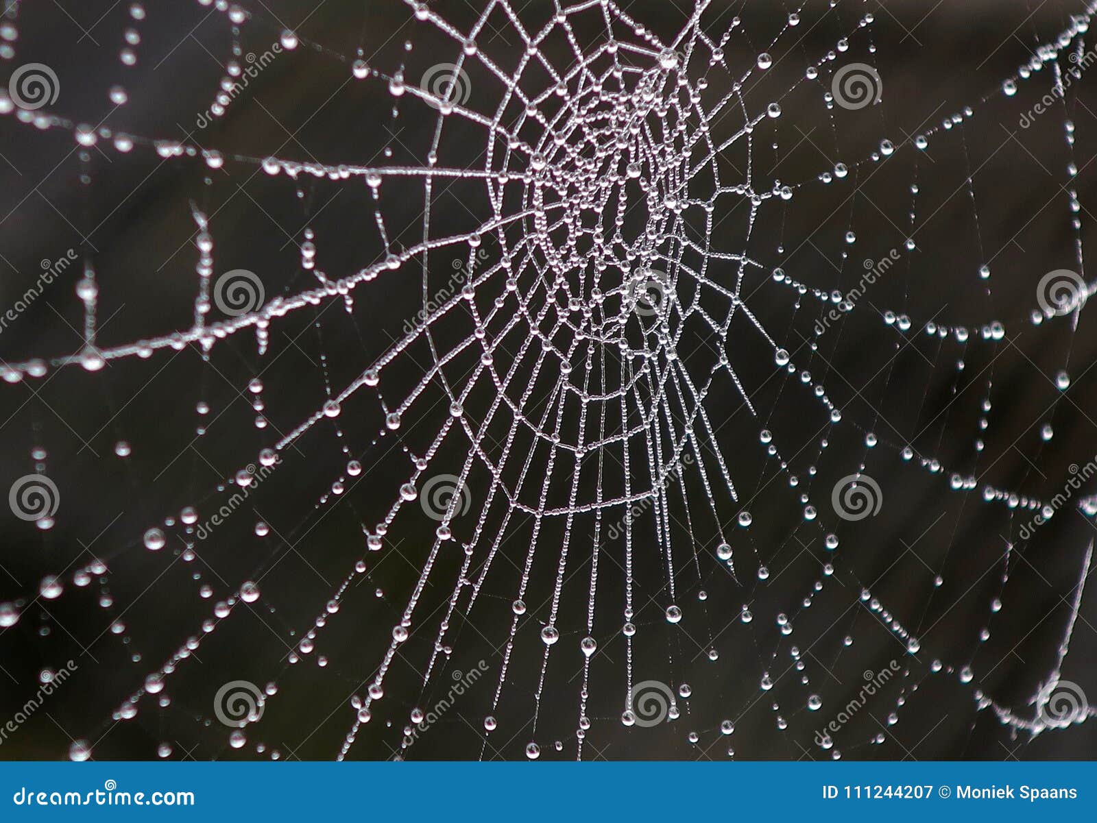 Spiders Forming A Circle On A Transparent Background Royalty-Free Stock ...