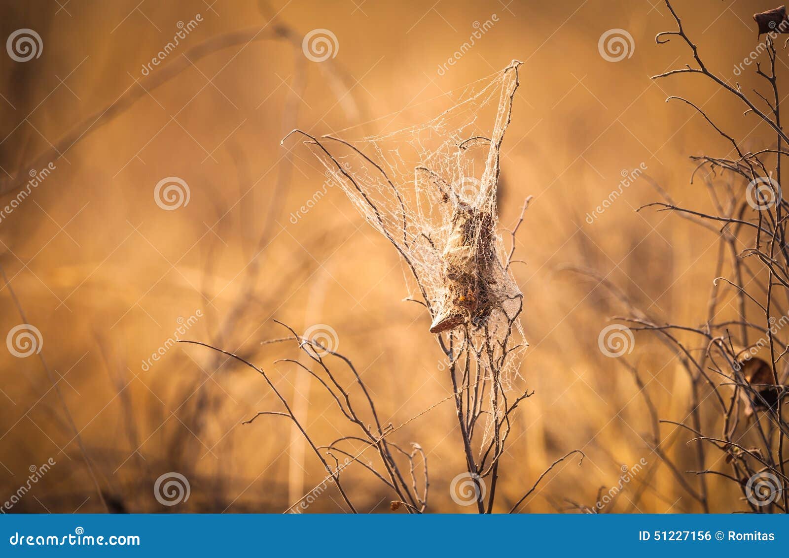 Spiders web traps stock photo. Image of detail, spider - 51227156