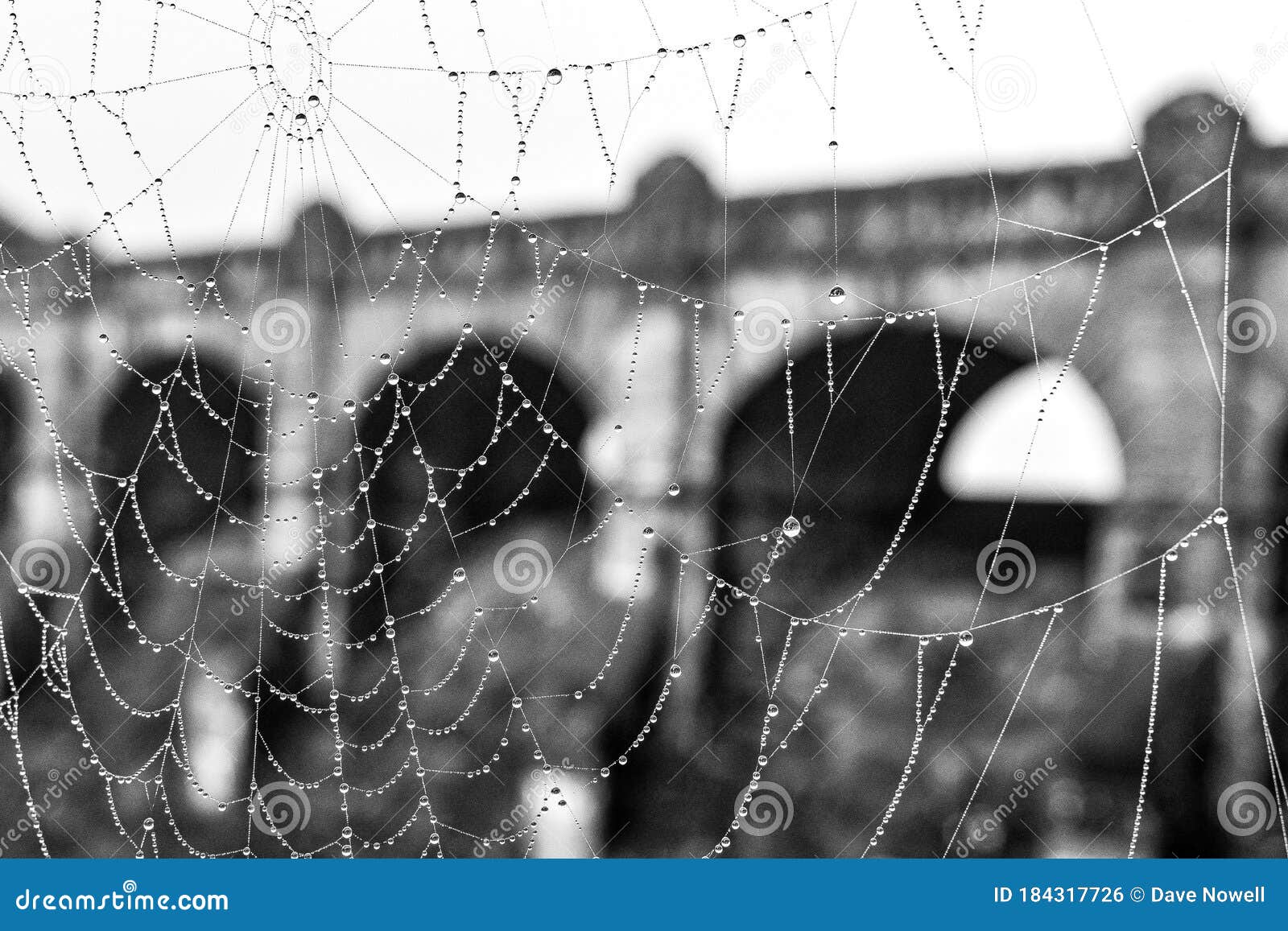 Spiders Web with Water Droplets in Front of a Bridge Stock Photo ...