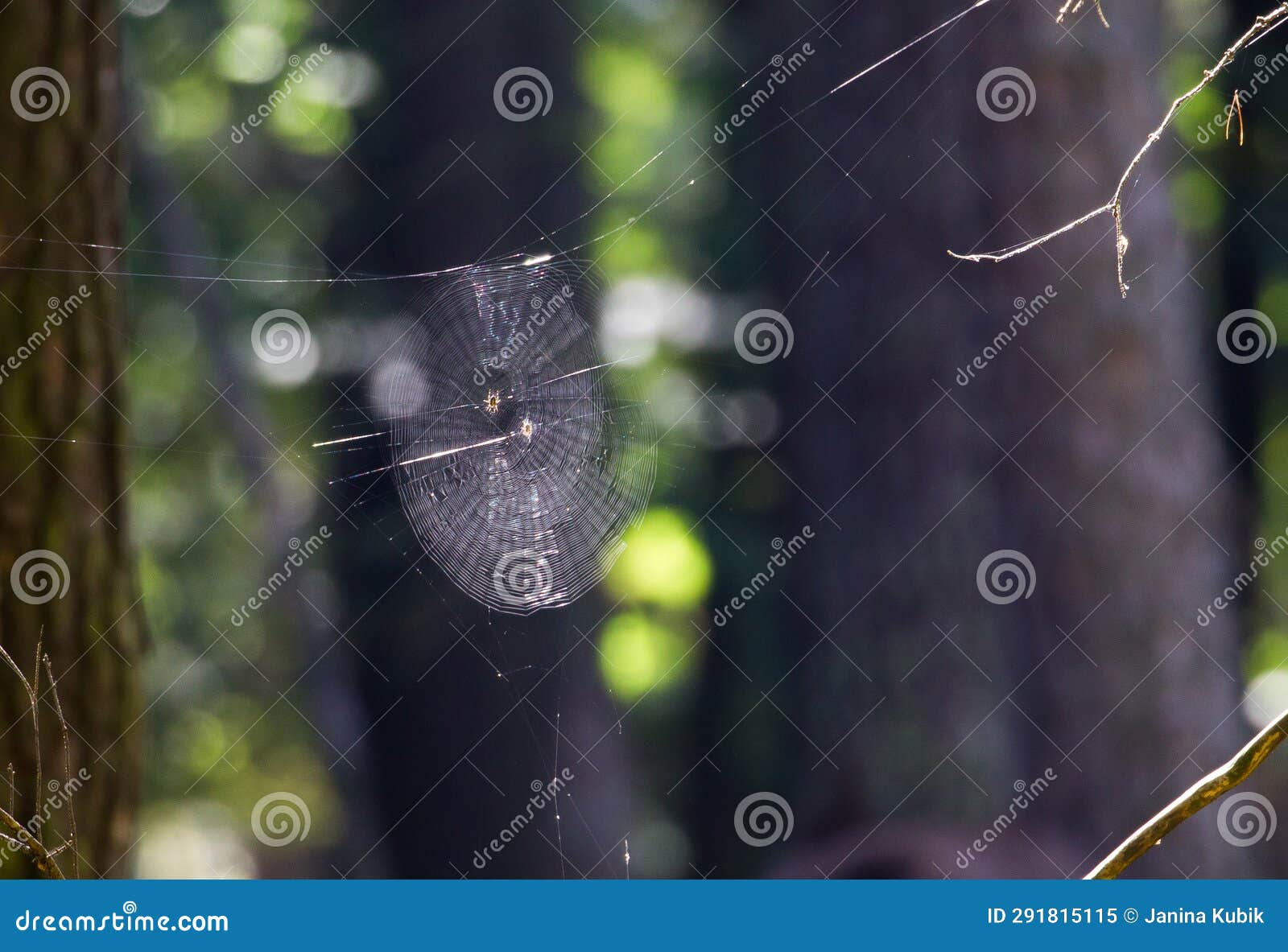 Spiders Webb in the Autumn Forest Stock Image - Image of nature, autumn ...