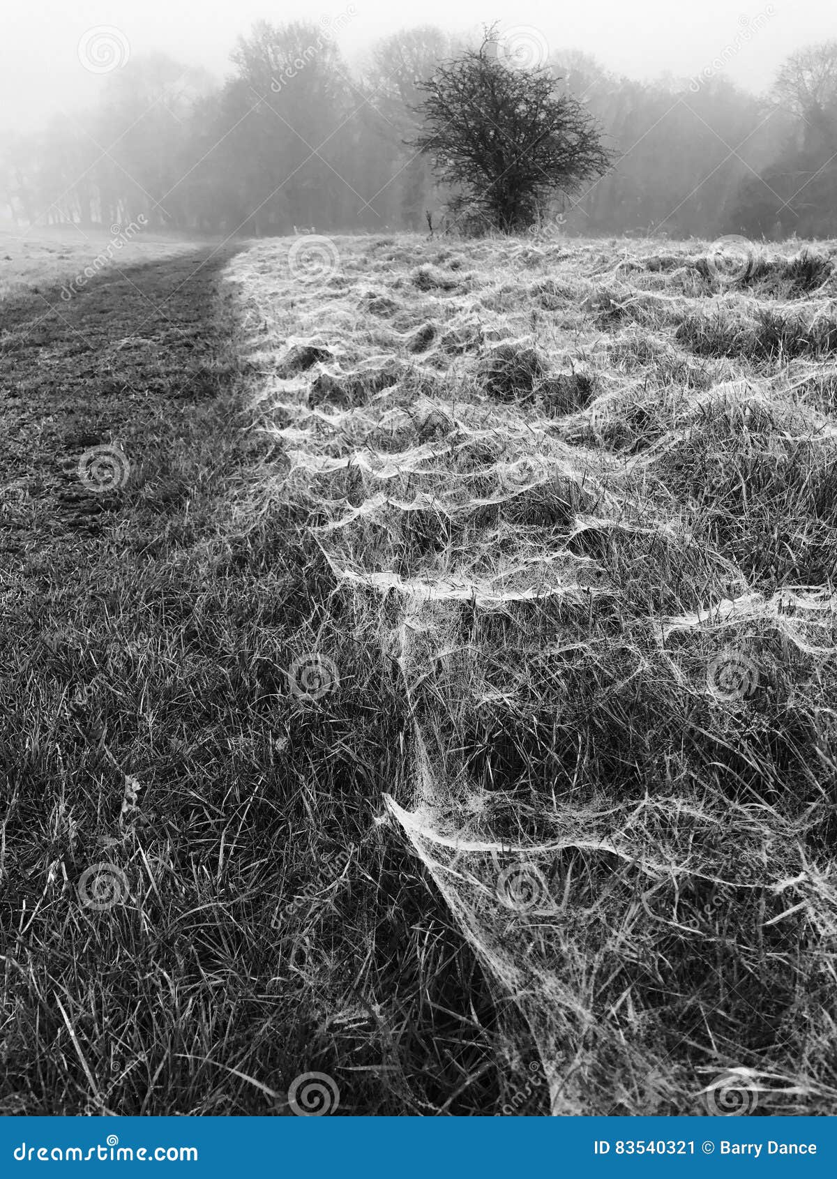 Spiders webbing in field stock image. Image of black - 83540321