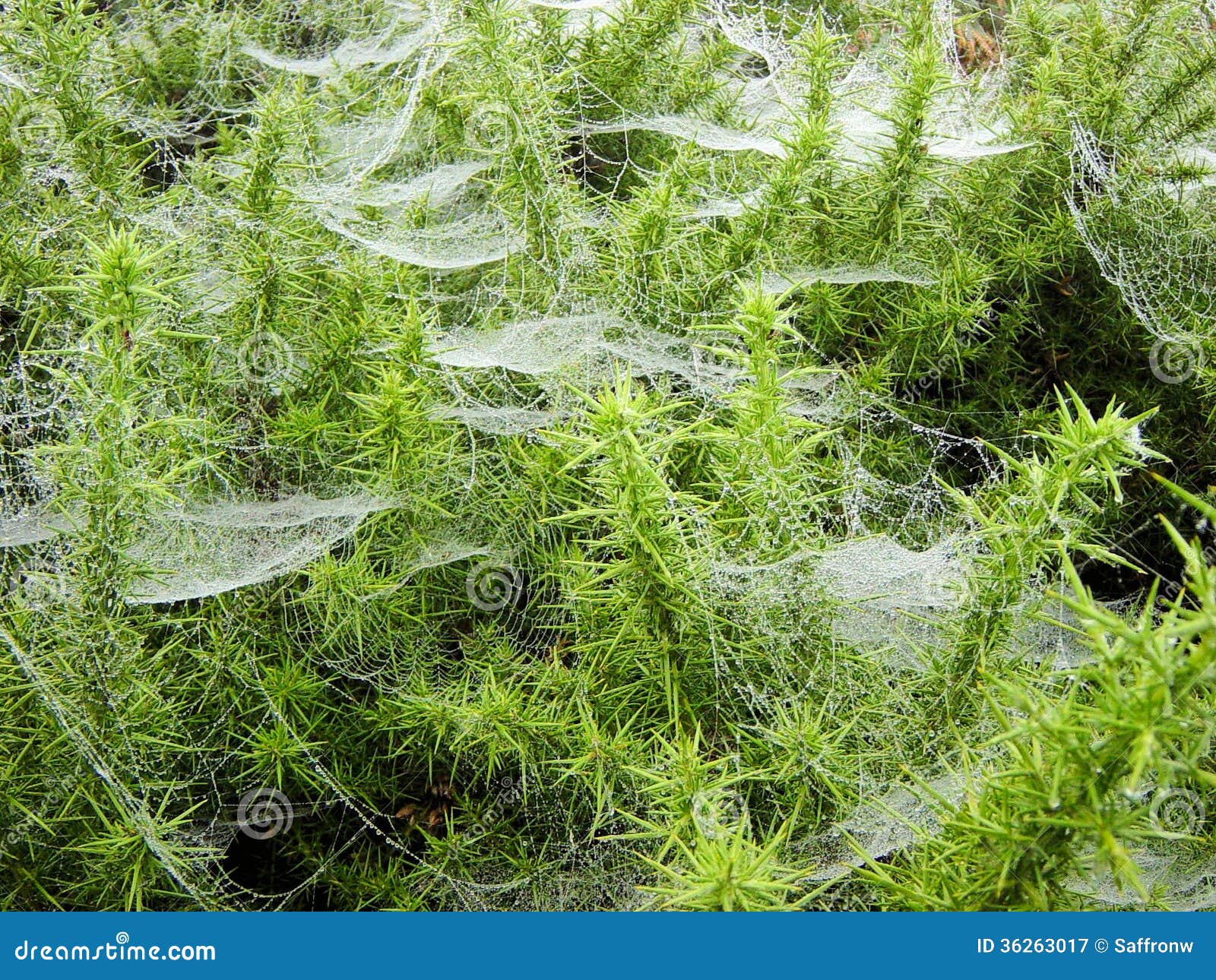 Spiders Webs stock image. Image of plant, morning, arachnophobia - 36263017