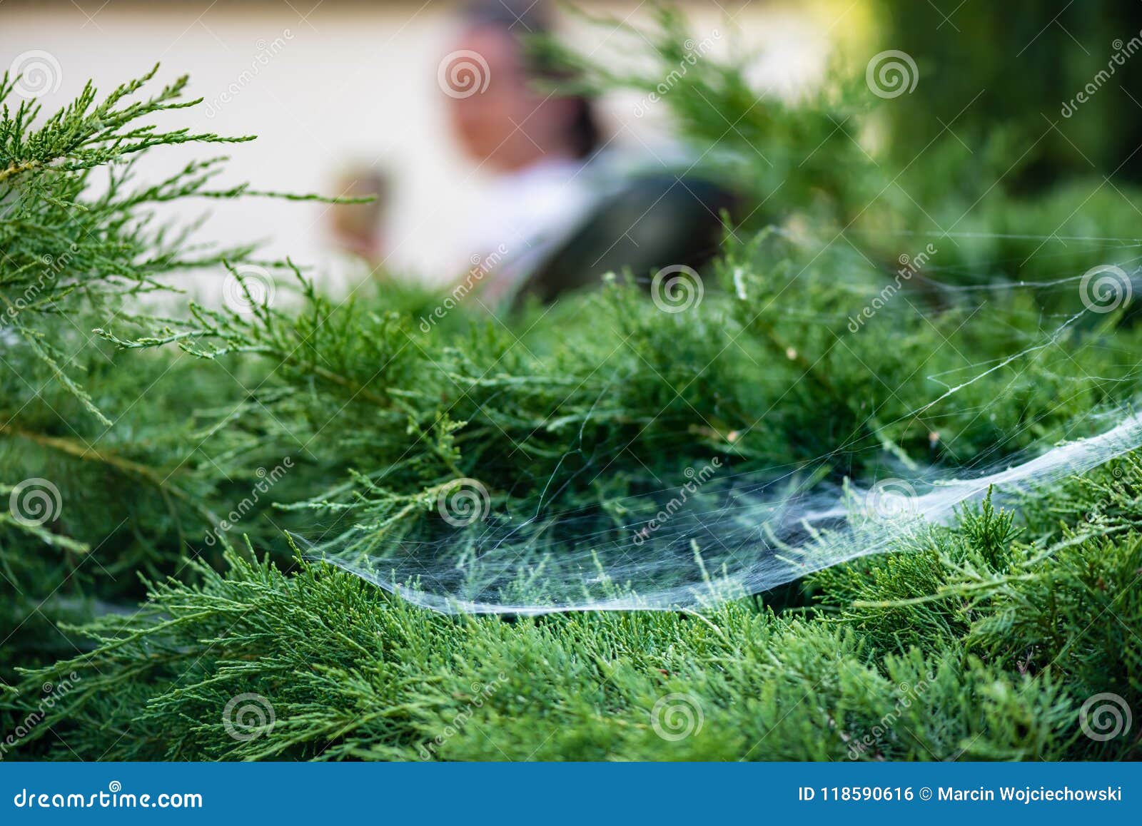 Spiders webs stock photo. Image of allergy, danger, spring - 118590616