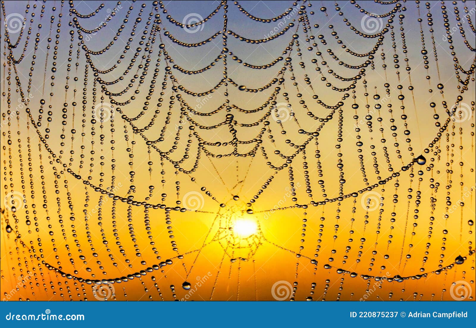 Sun Rising through the Centre of a Spiders Web Stock Image - Image of ...
