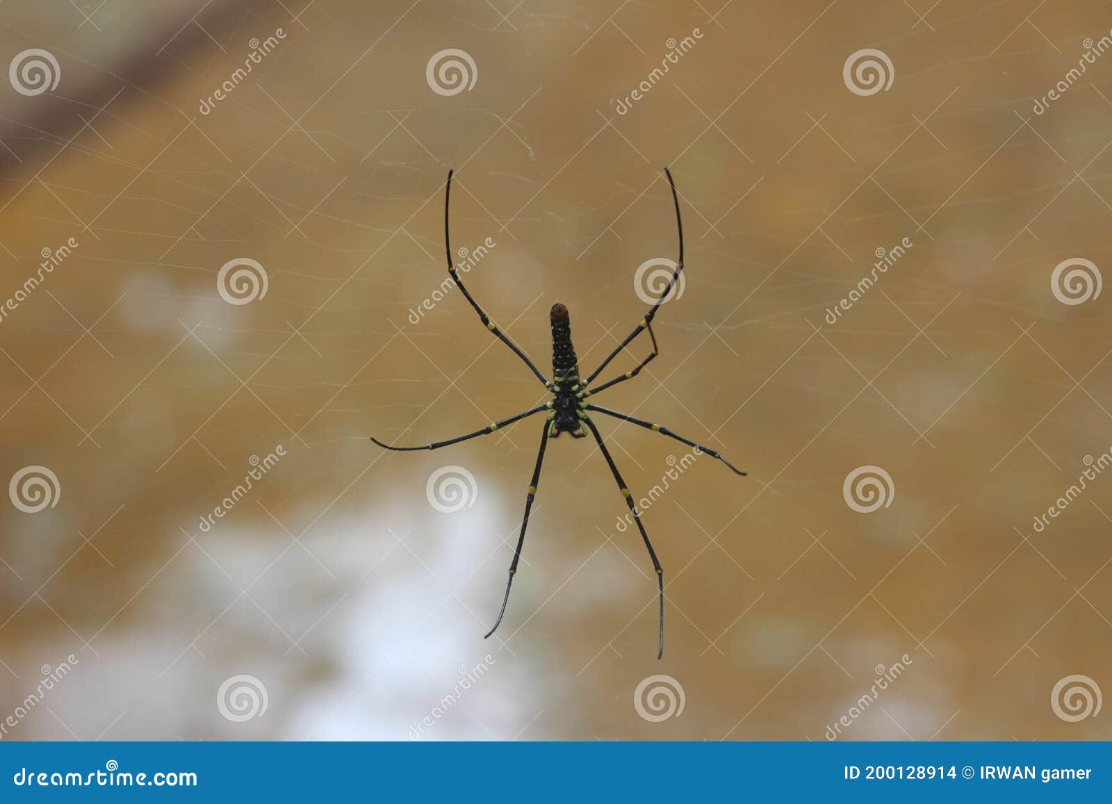 Spiders in the wild stock photo. Image of langanimal - 200128914