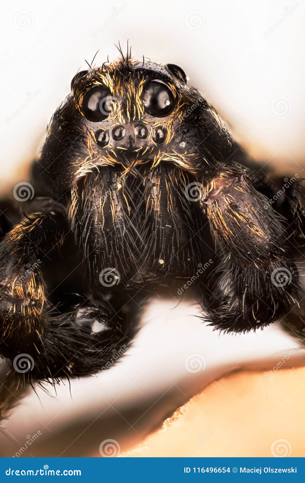 Wolf Spider, Spiders, Pardosa Sp. Stock Photo - Image of monster ...