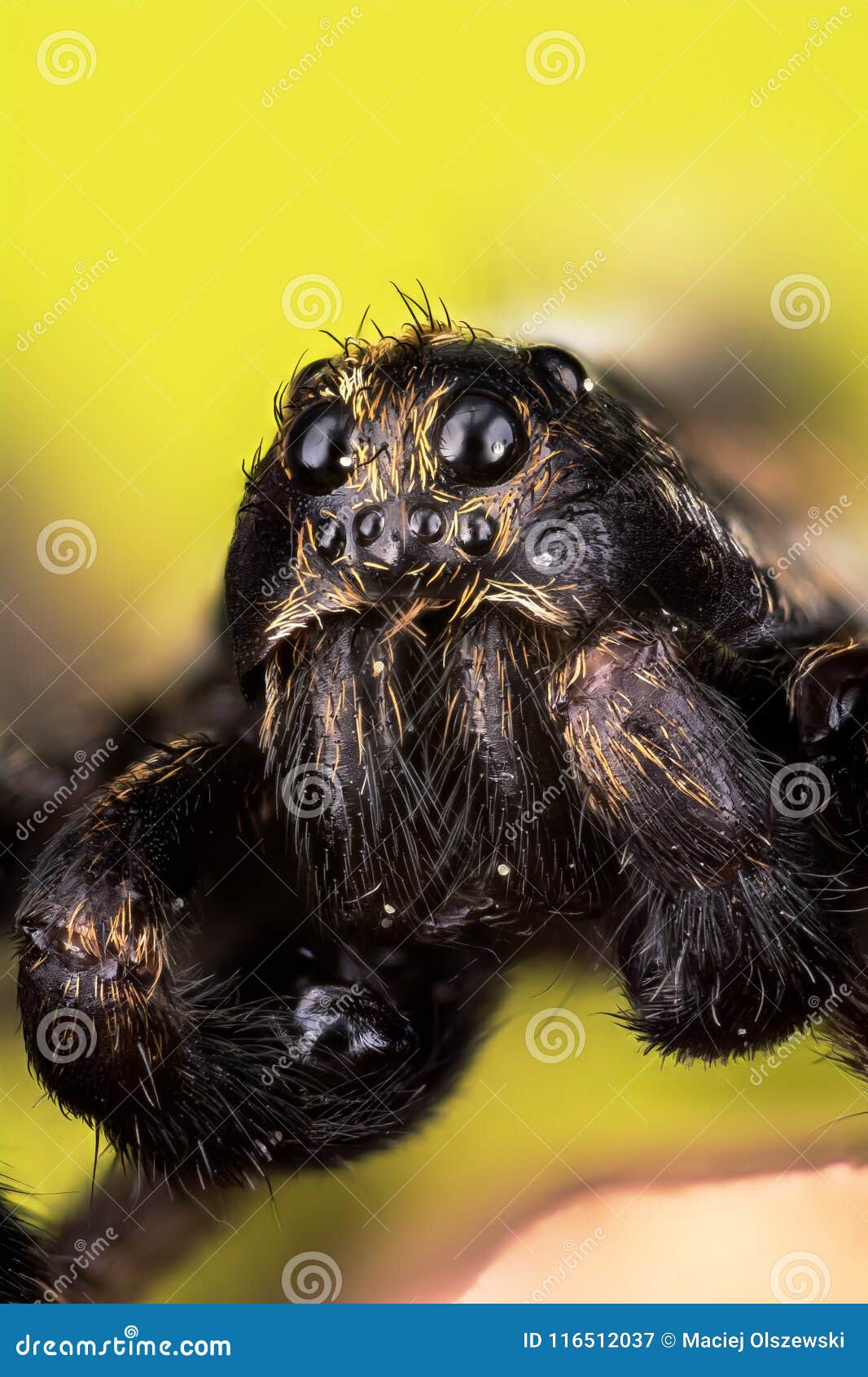 Wolf Spider, Spiders, Pardosa Sp. Stock Image - Image of outdoor, close ...