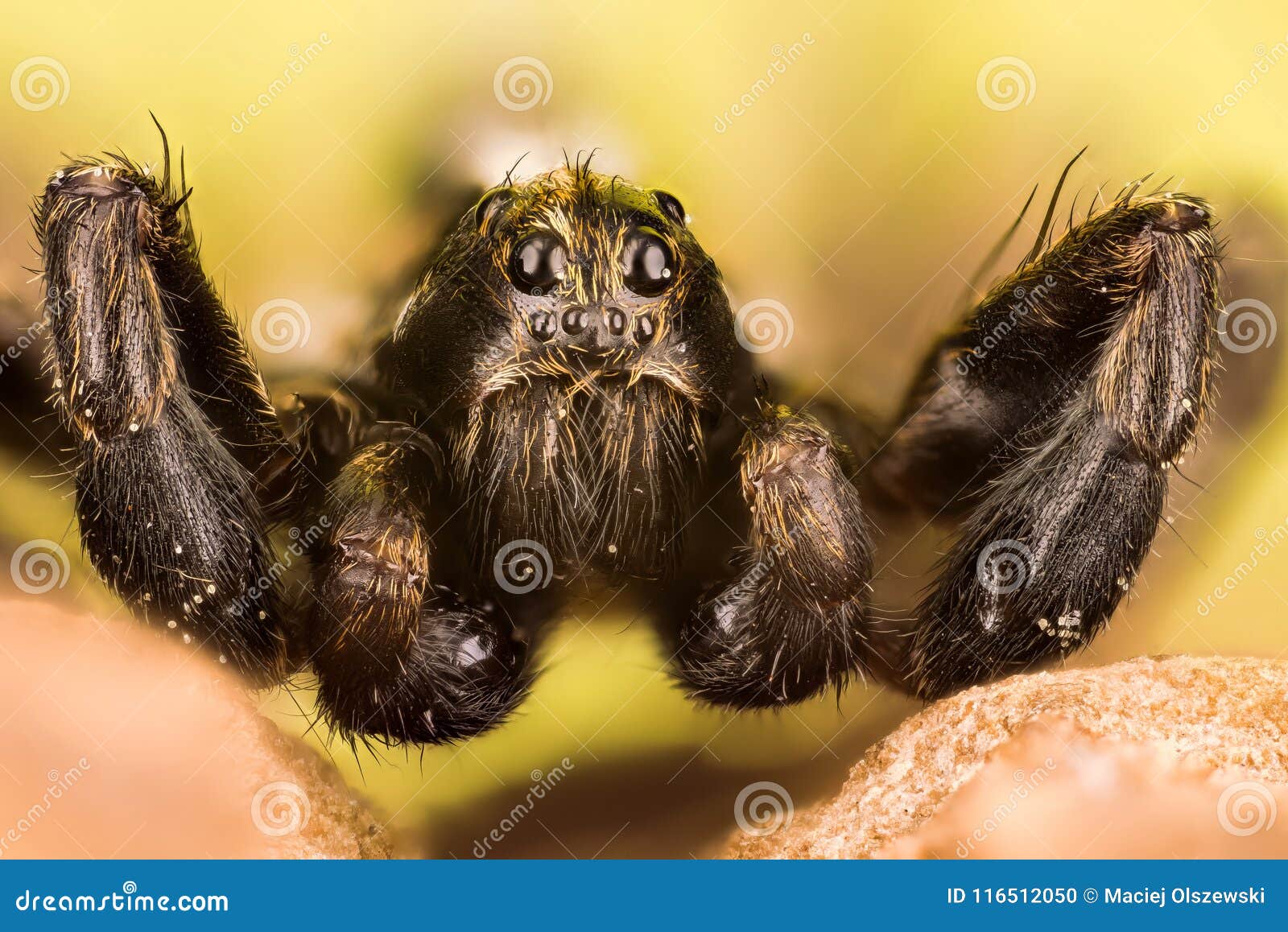 Wolf Spider, Spiders, Pardosa Sp. Stock Photo - Image of stacking ...