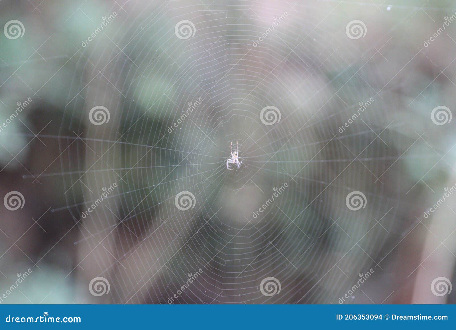 Spiders work stock photo. Image of moisture, invertebrate - 206353094