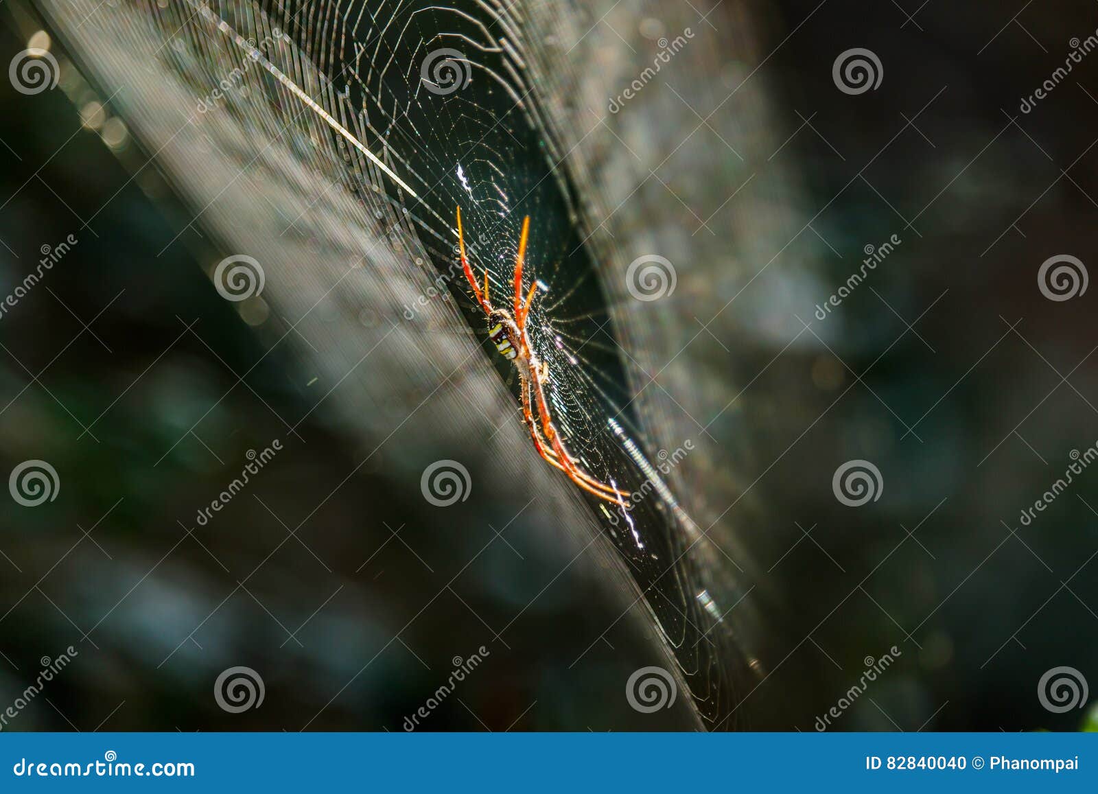 SpidersArgiope Versicolor-Spiders on Webs. Stock Photo - Image of ...