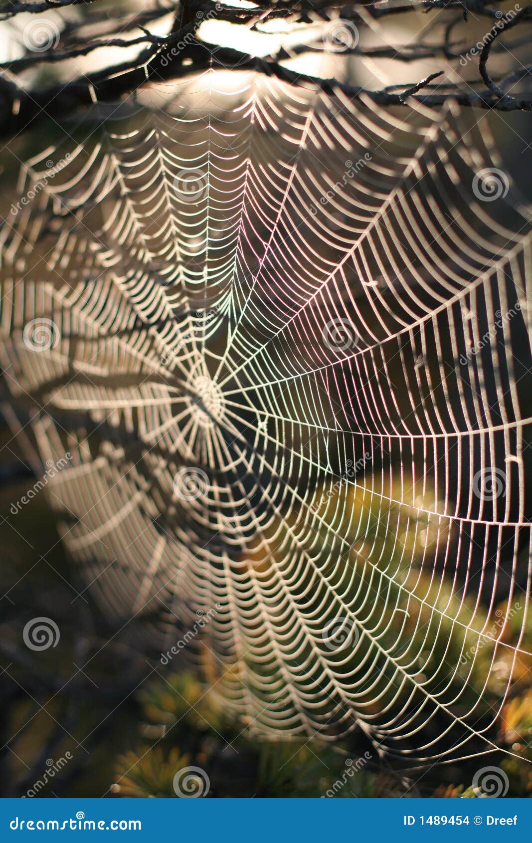 Spiderweb stock photo. Image of crawl, detail, dewdrop - 1489454