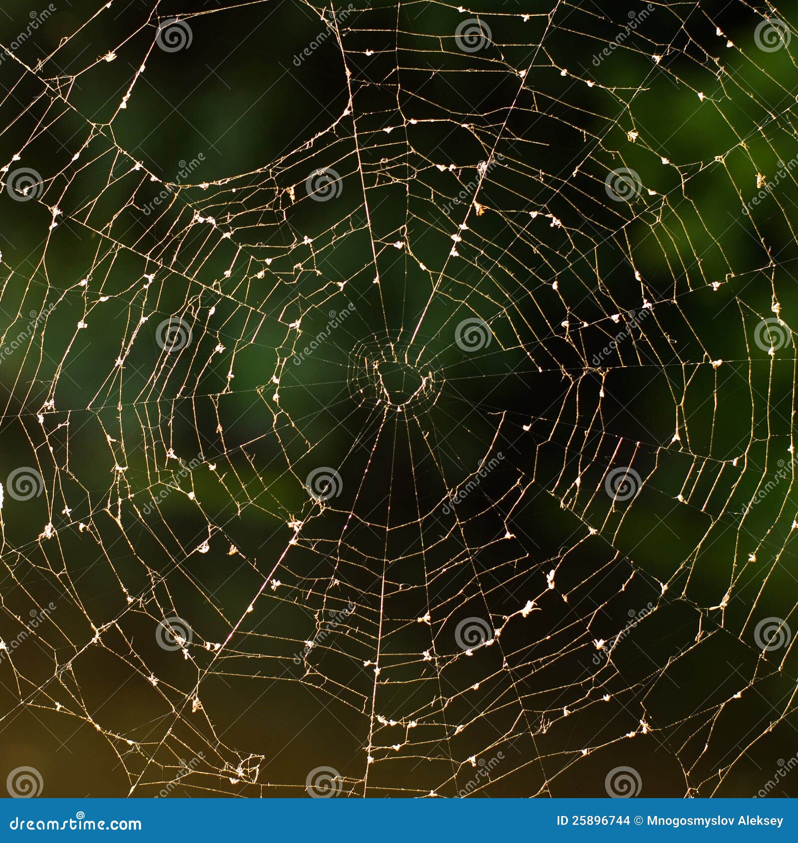 Spiderweb stock photo. Image of closeup, spider, spiderweb - 25896744
