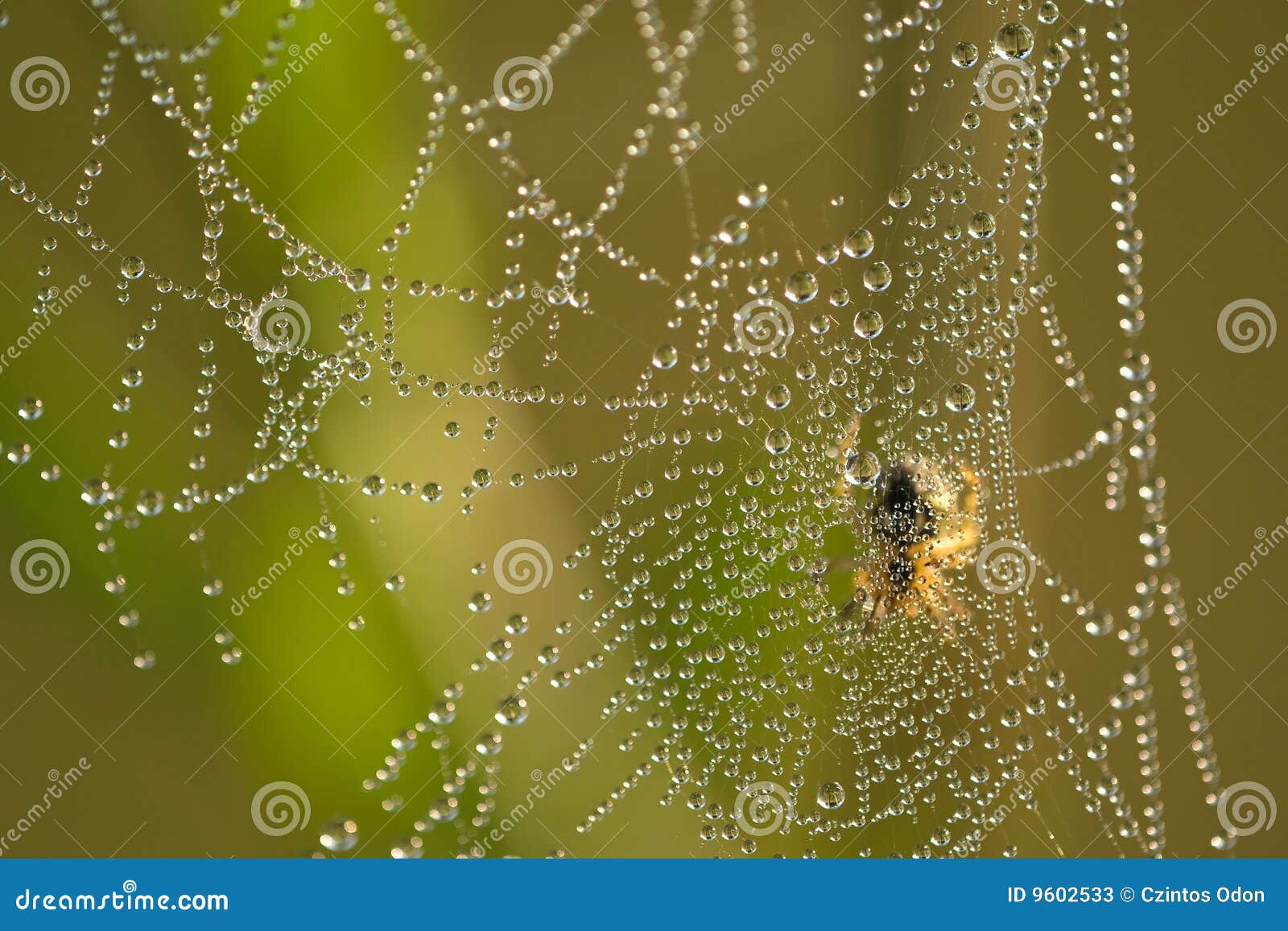 Spiderweb stock image. Image of internet, fauna, morning - 9602533