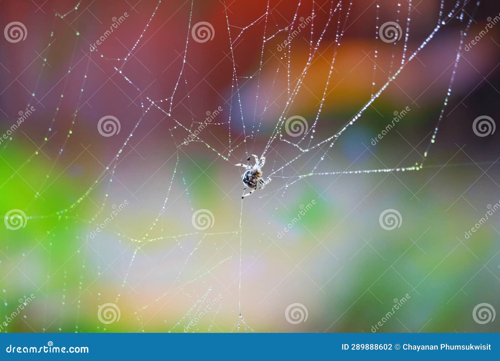 Spiderweb Abstract Cobweb Natural with Rain Drop Blur Colorful Stock ...