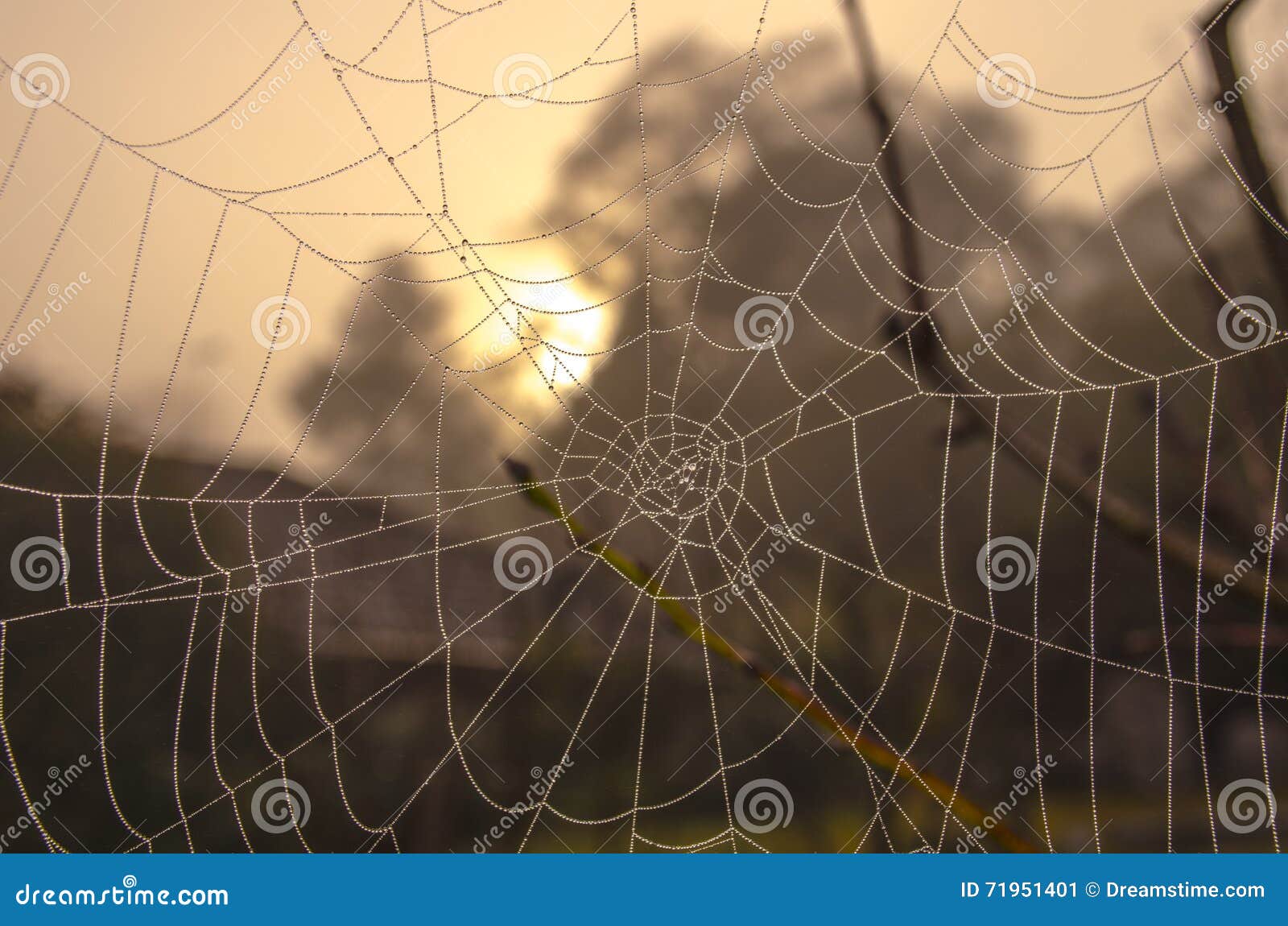 A Spiderweb Against a Dawn Sky Stock Image - Image of soft, mysterious ...