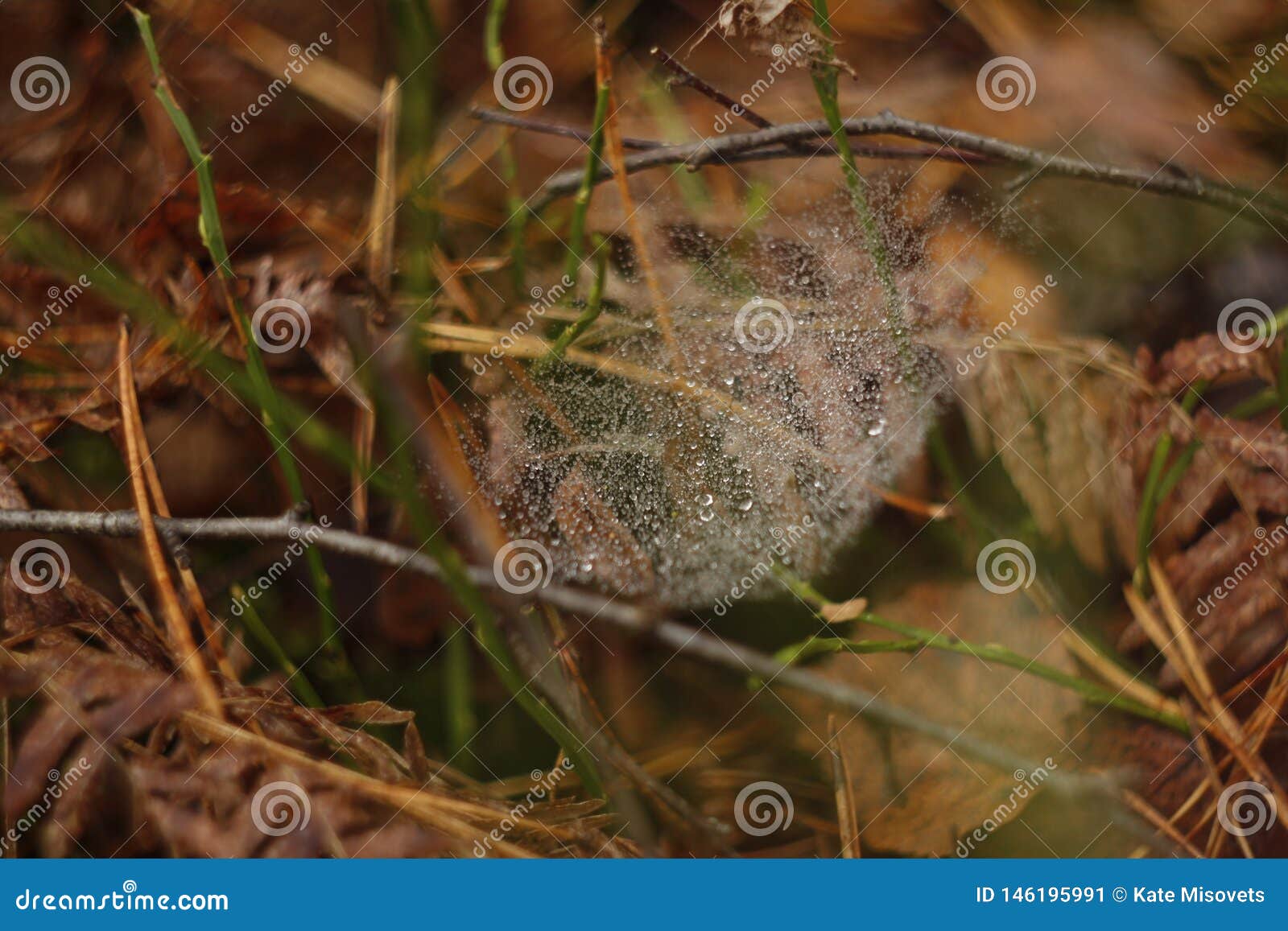 In the Autumn Forest the Rain Spider Web Stock Image - Image of ...