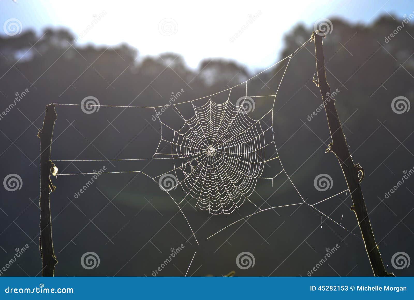 Spiderweb between Branches. Australia. Stock Image - Image of country ...