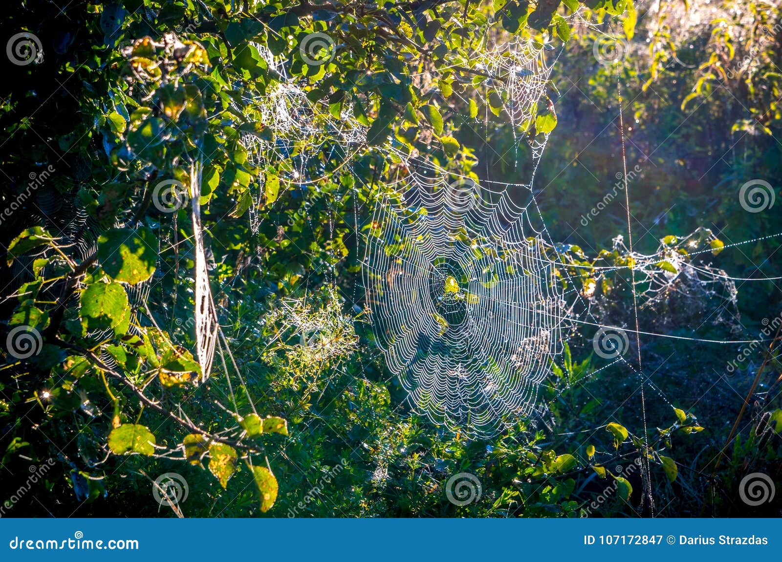 Spiderweb in sun stock image. Image of spiders, bright - 107172847