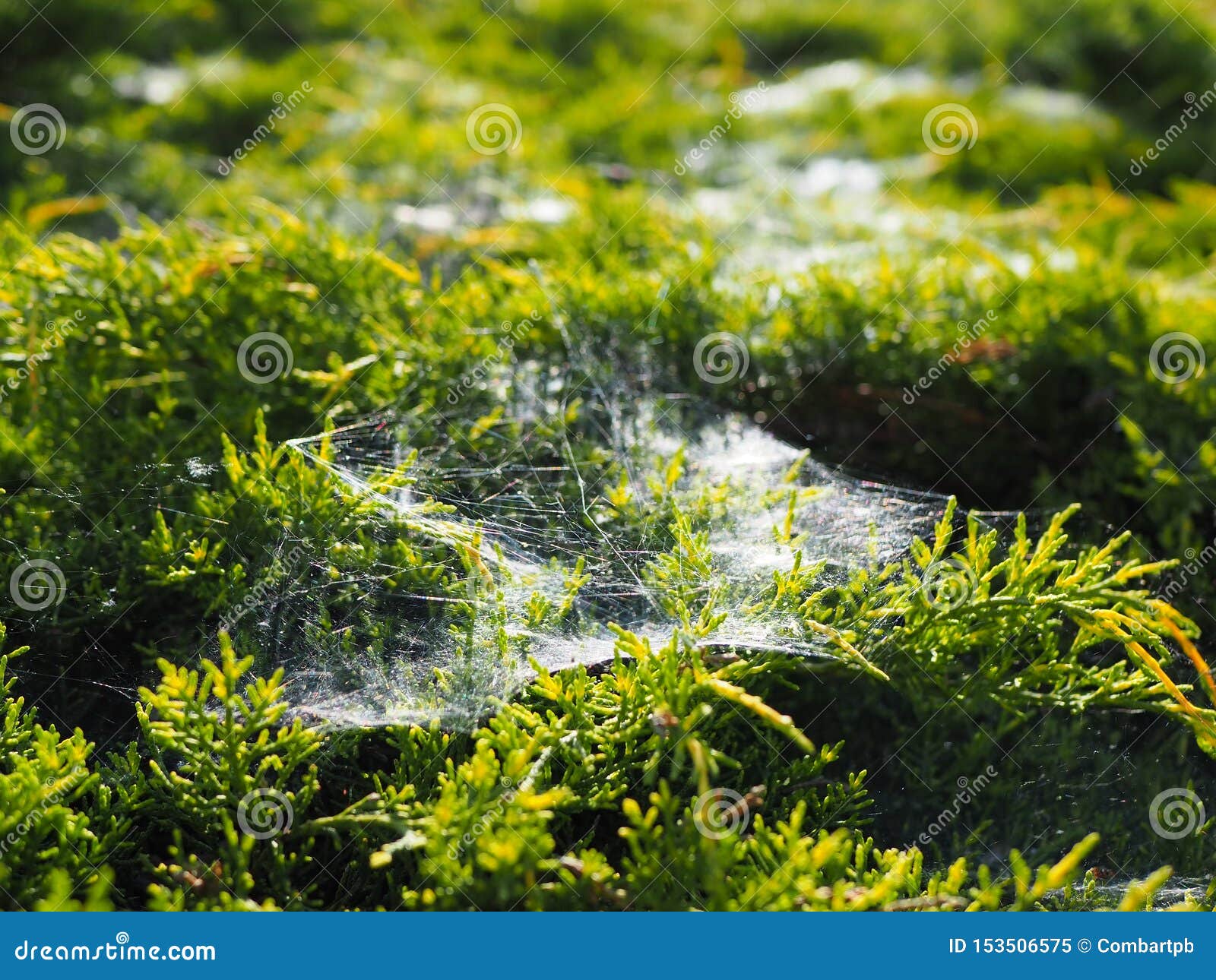 Spiderweb on bushes stock image. Image of macro, garden - 153506575