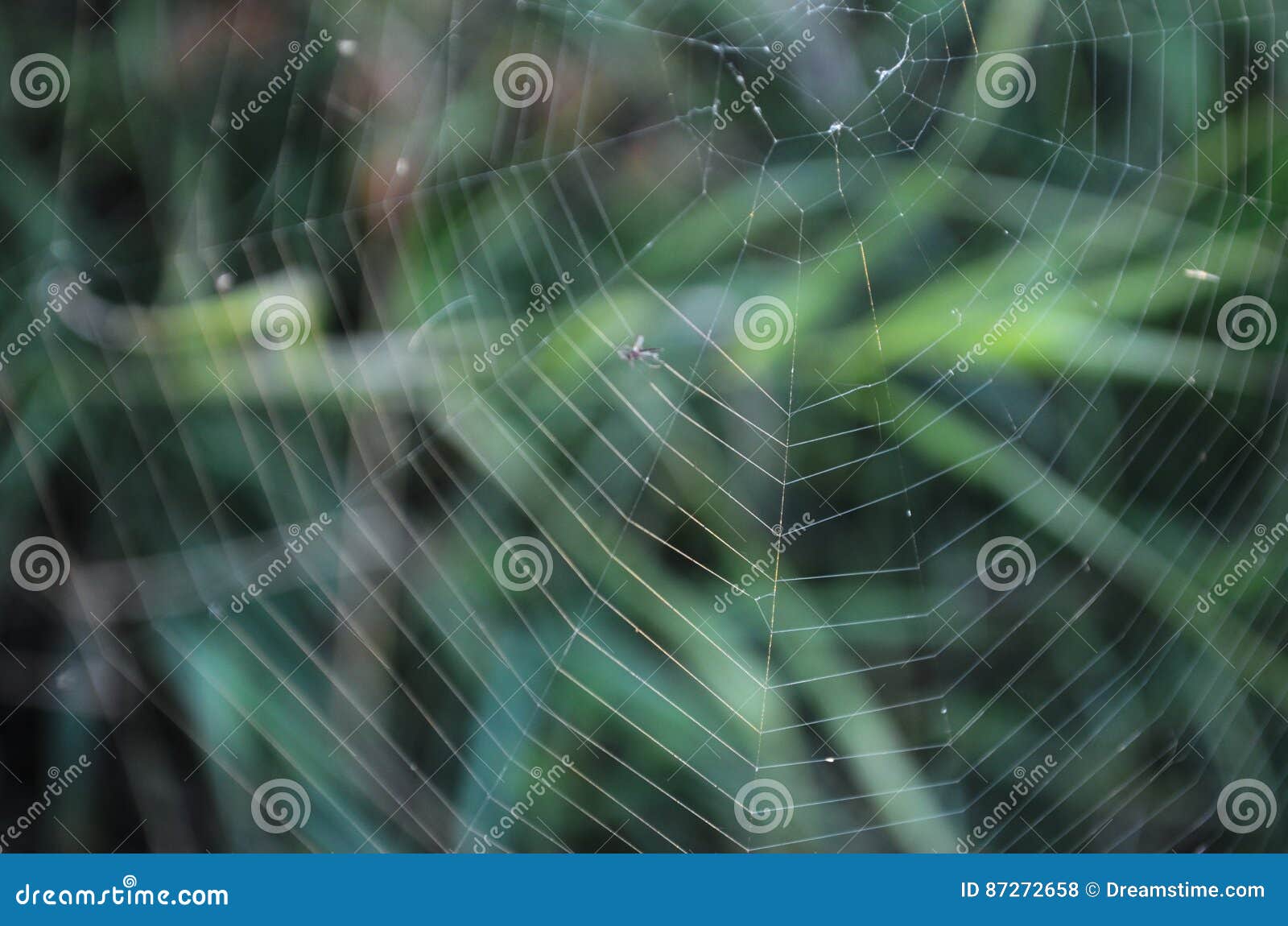 Spiderweb stock photo. Image of catch, catching, mantrap - 87272658