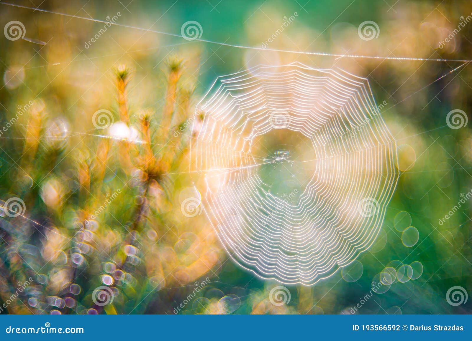 Spiderweb cobweb in forest stock photo. Image of blurry - 193566592