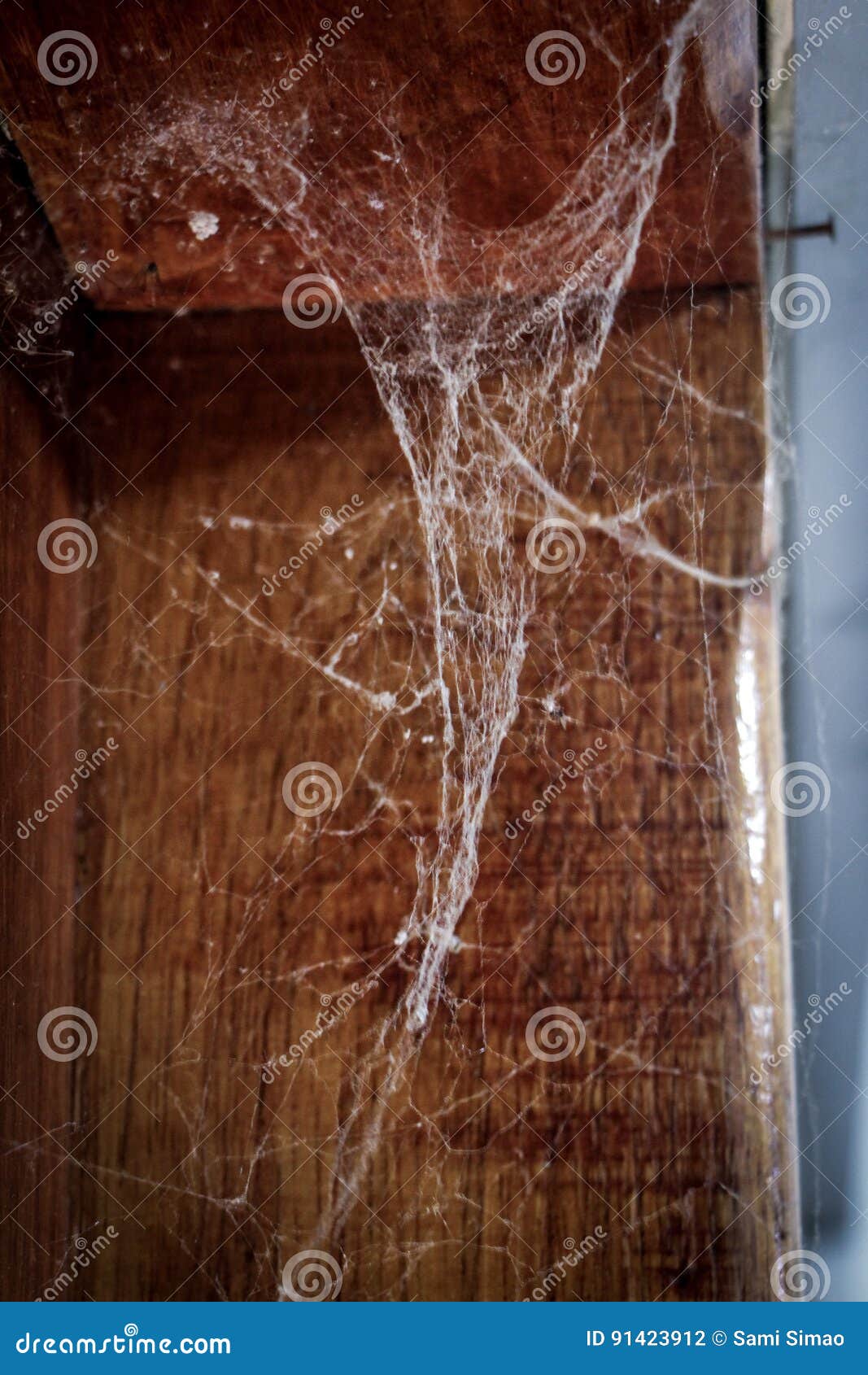 Spiderweb in a corner stock photo. Image of corner, eggs - 91423912
